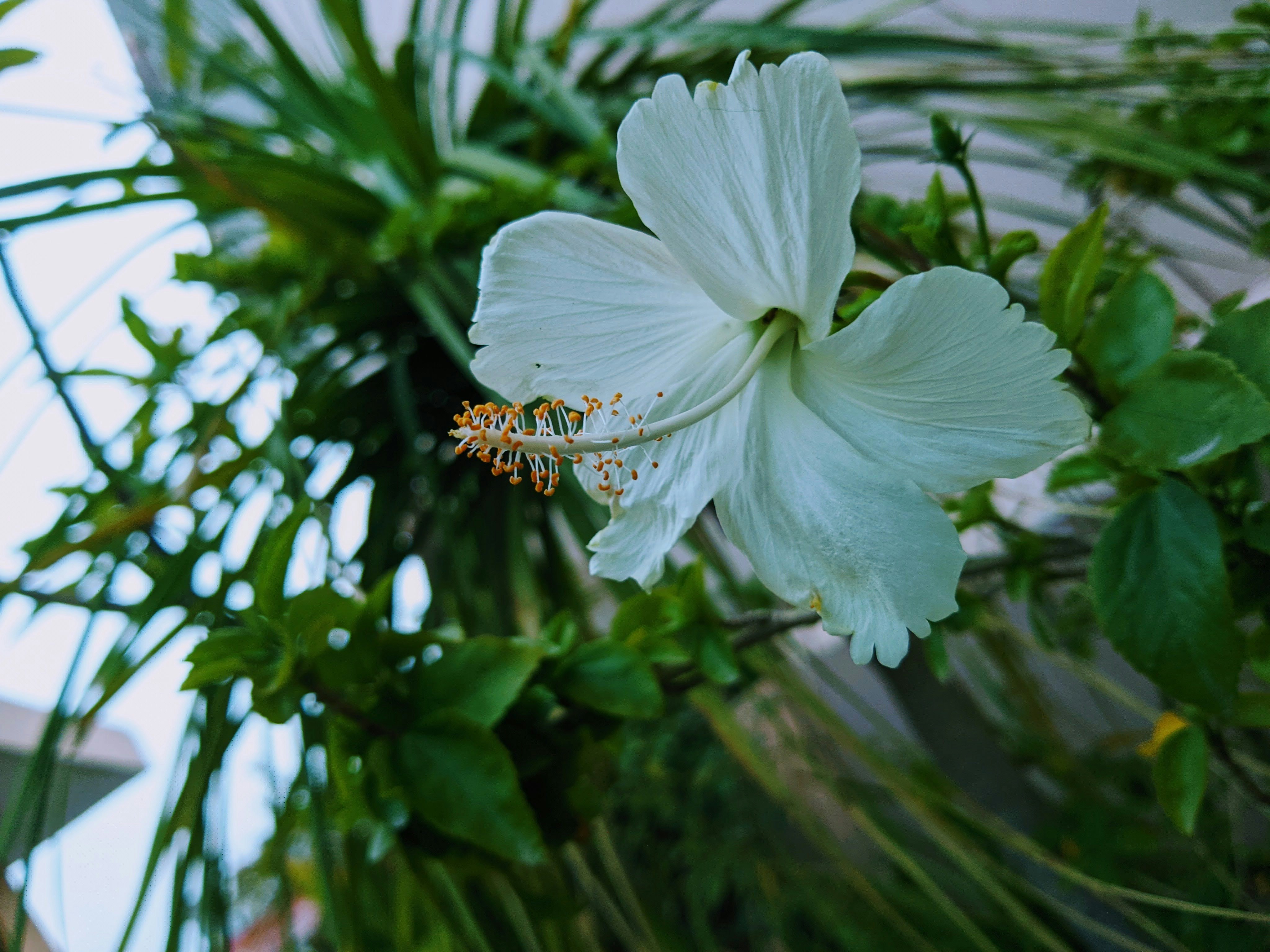 Close-up photograph of a white hibiscus bloom with yellow stamens against dense green foliage.