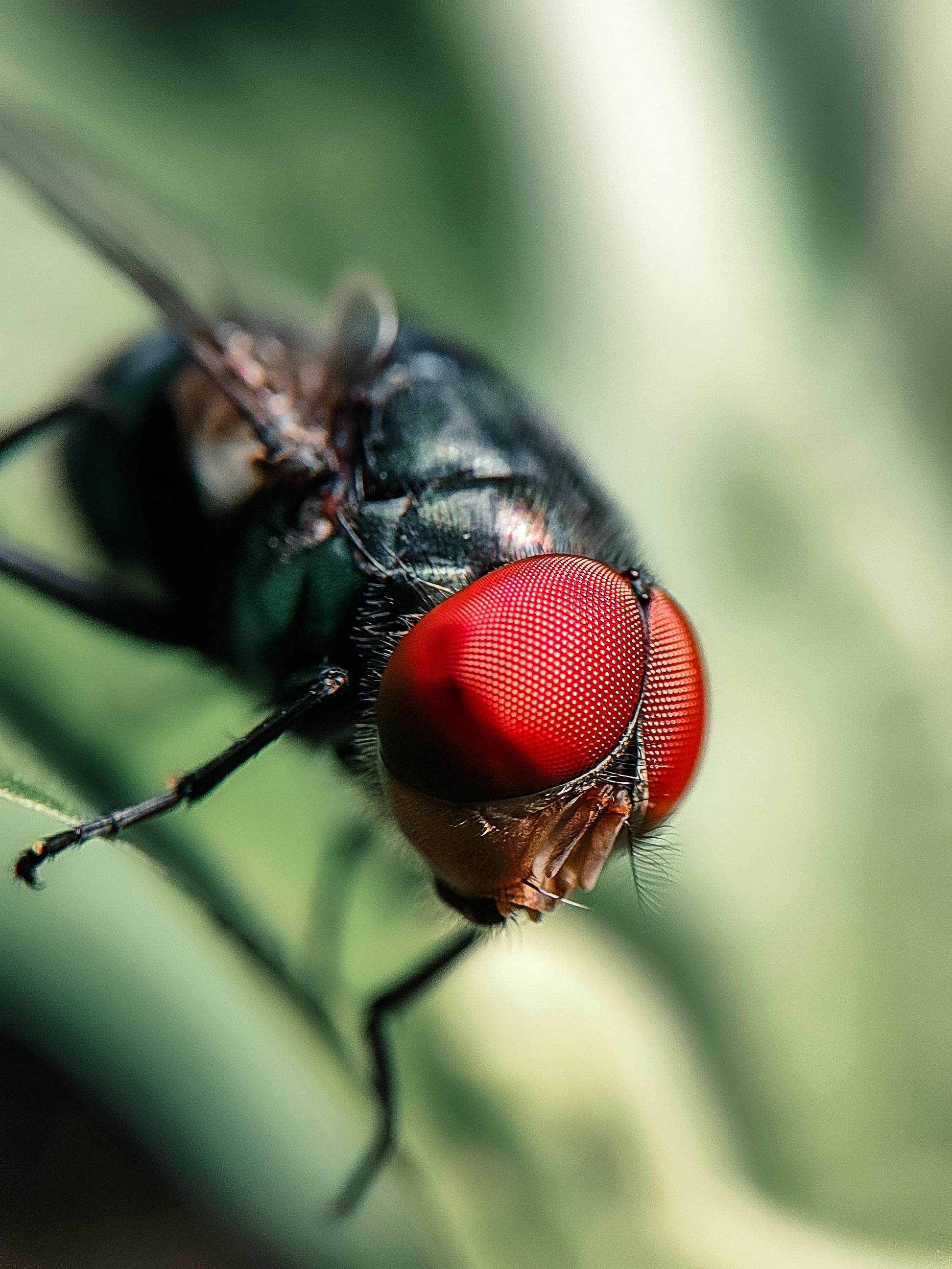 Housefly Pictures | Download Free Images on Unsplash