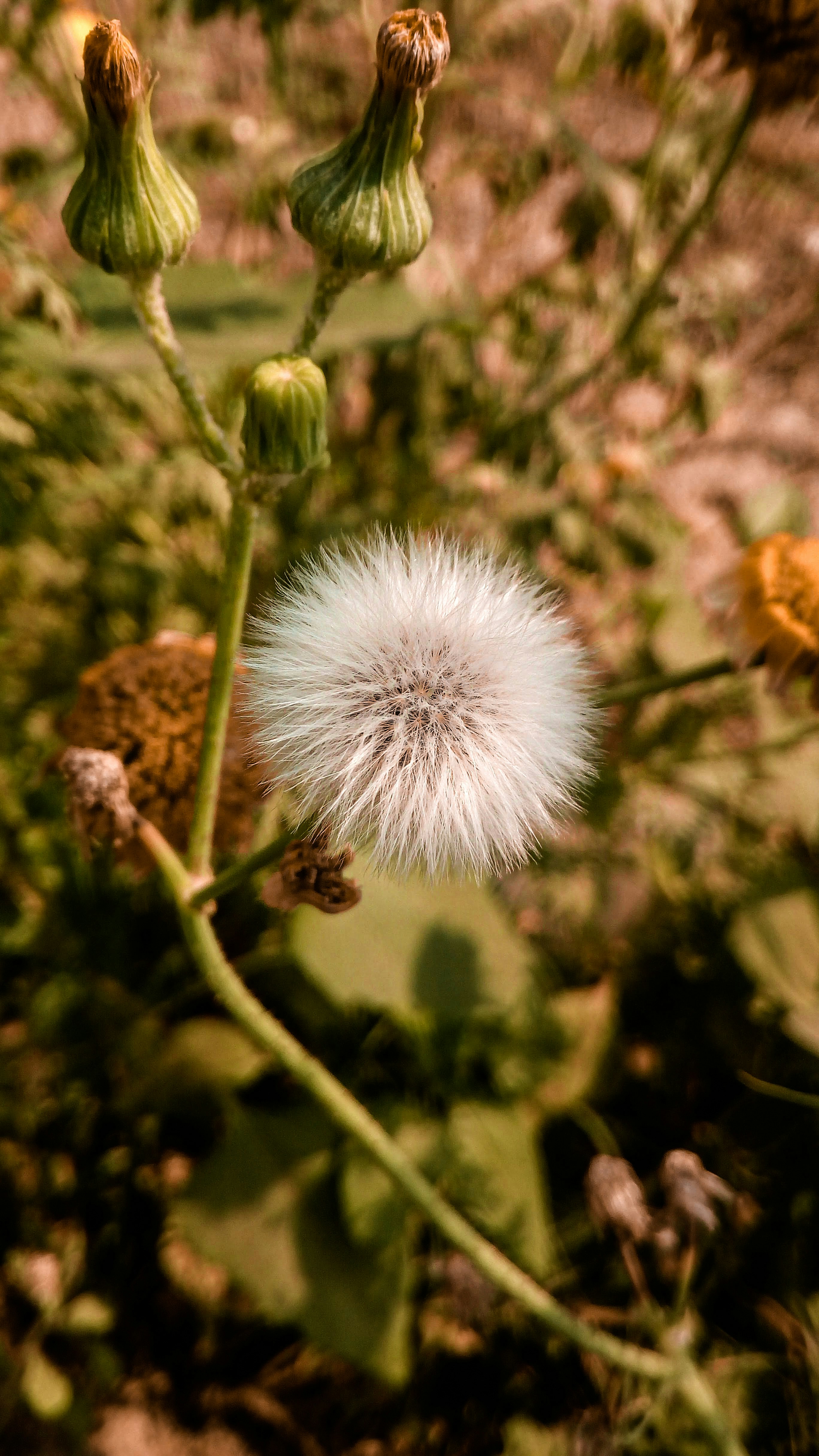 A close up of a dandelion photo – Free Uttar pradesh Image on Unsplash