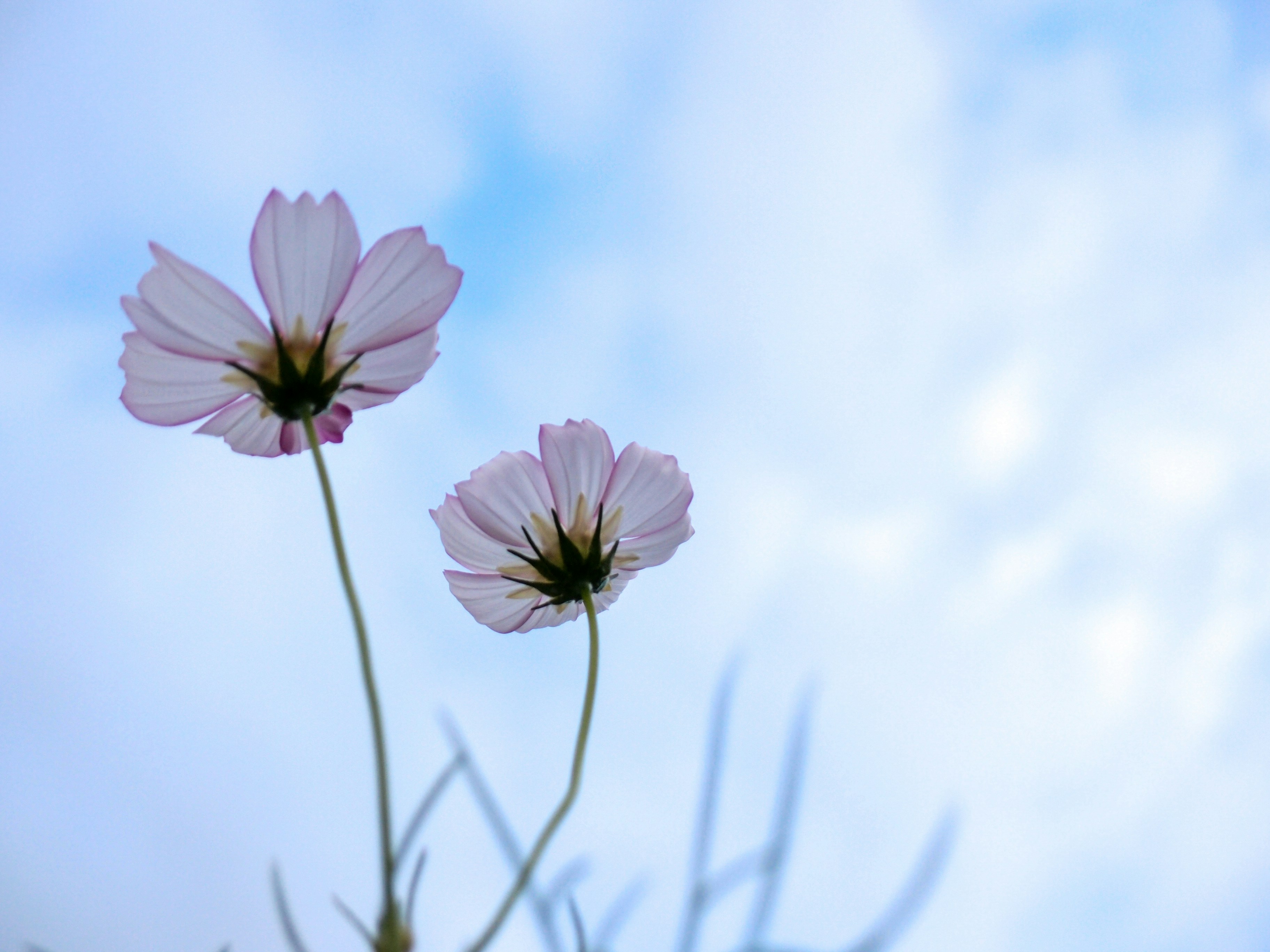Two delicate pink flowers reach towards a soft blue sky with wispy clouds.