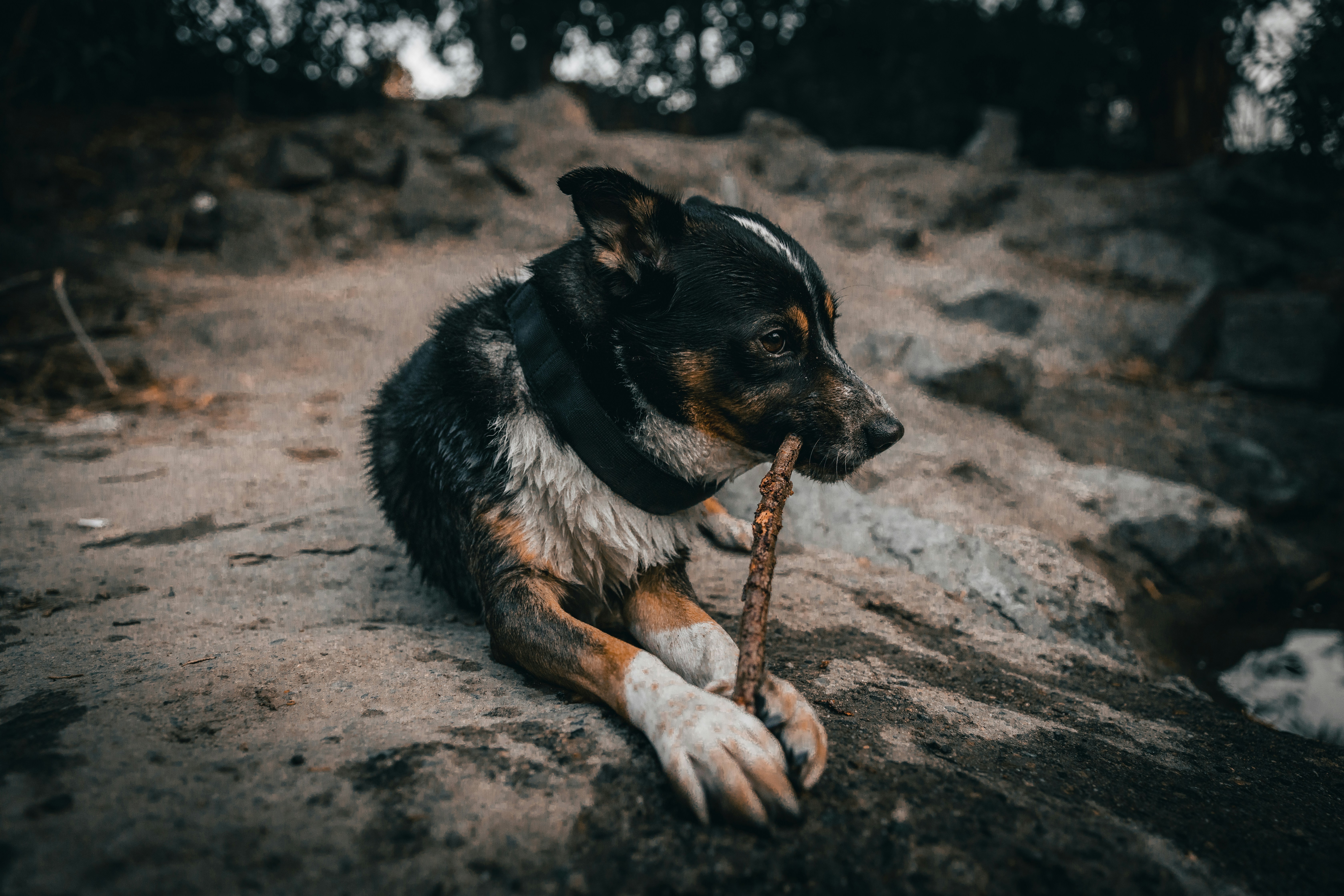 A dog resting on rocky terrain, chewing on a stick, with a focus on its expressive features and the natural surroundings.