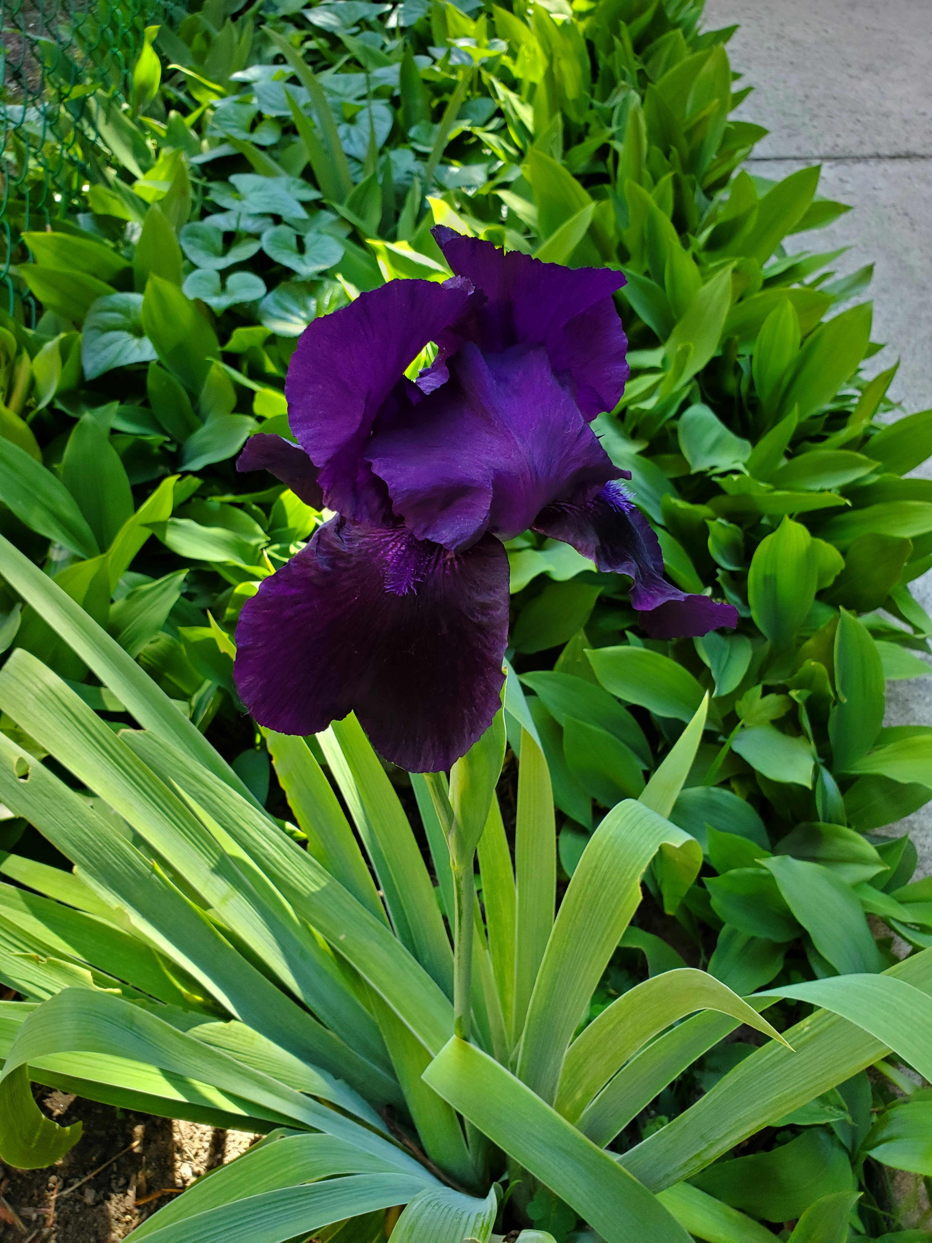 Iris in bloom