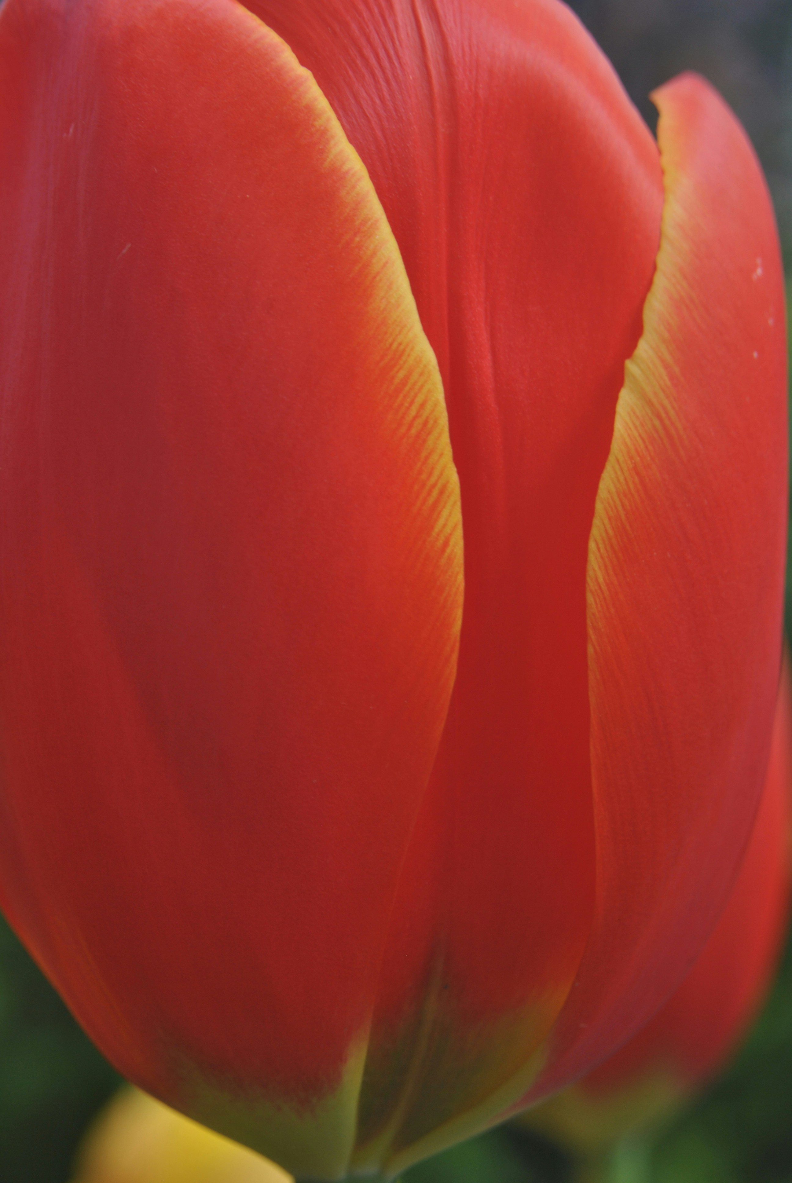 Close-up of a vibrant red tulip showcasing its delicate petals and subtle gradients. The image highlights the intricate textures and colors of the flower.