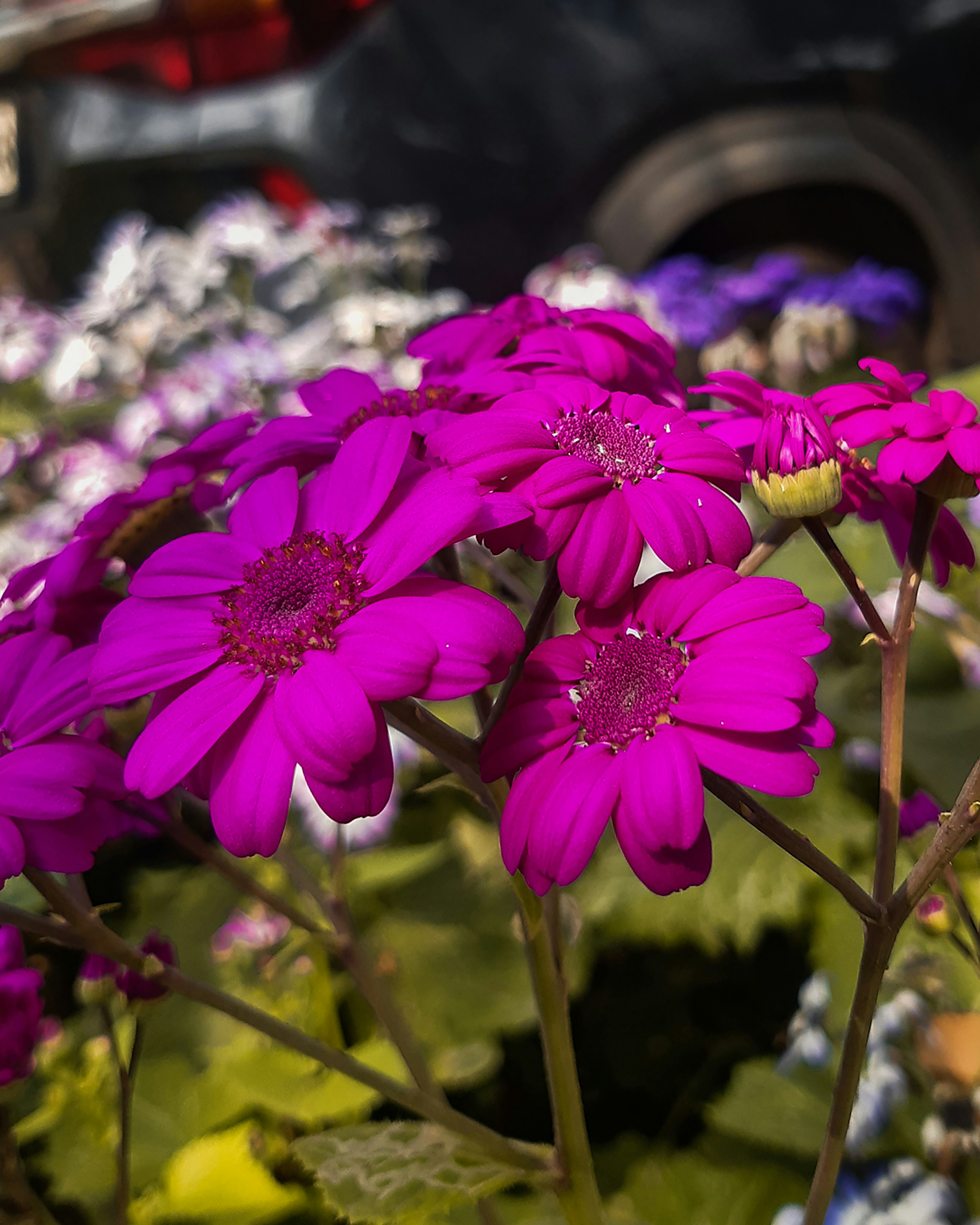 Petal Burst: Close-Up of Magenta Zinnias with Quiet City Bokeh
