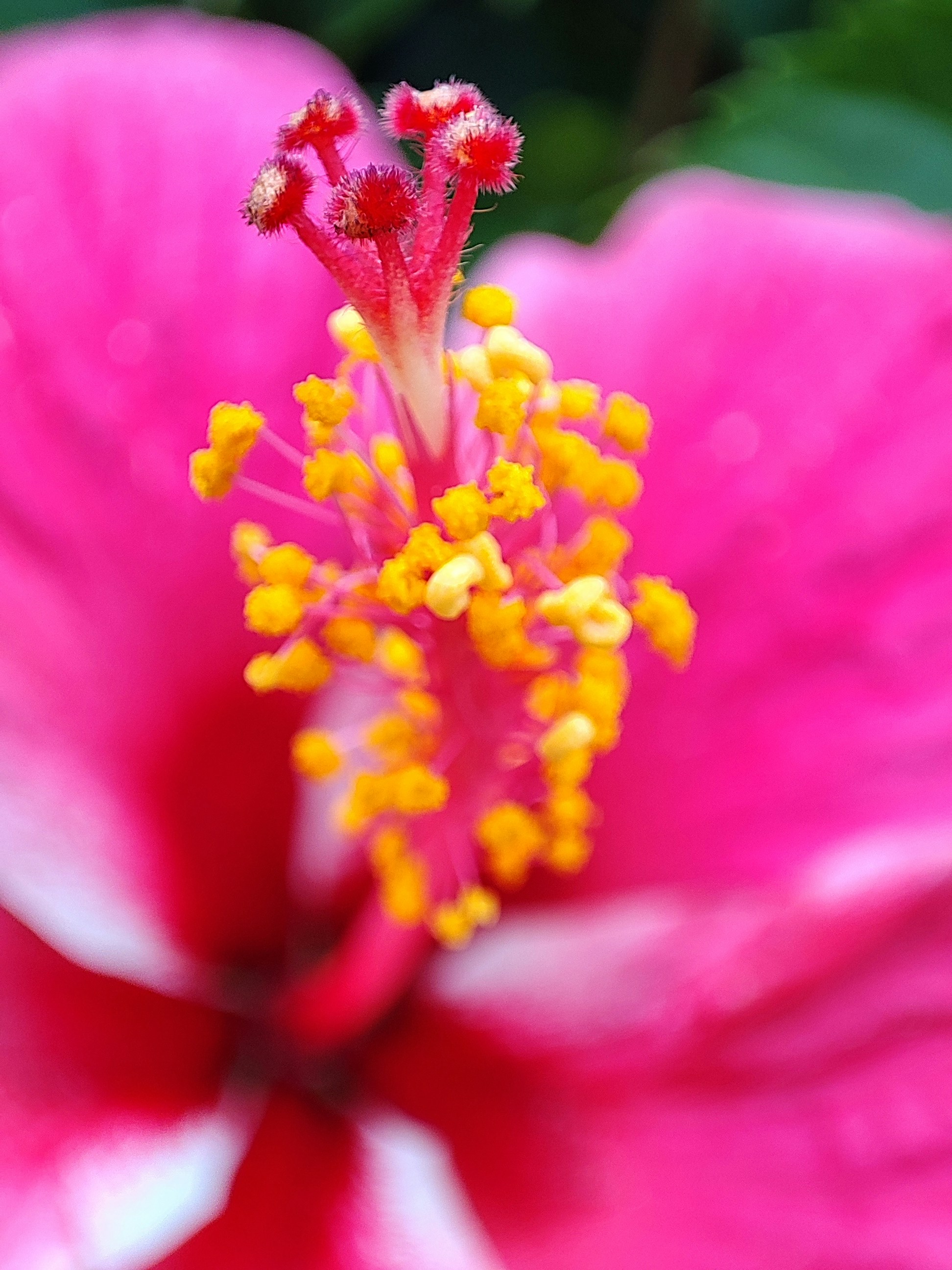 A close up of a flower photo – Free Vasanth nagar Image on Unsplash
