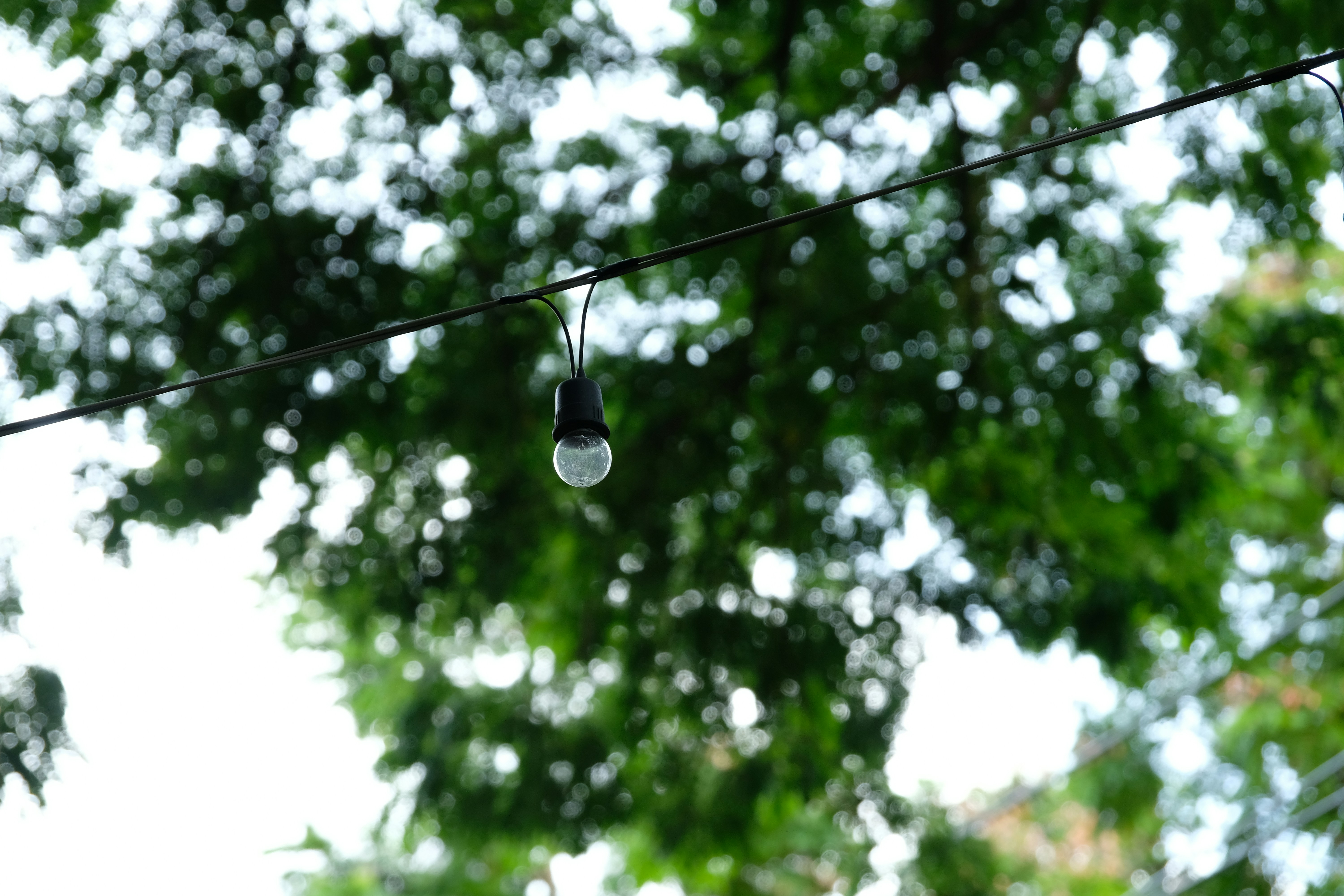 A lone bulb hangs suspended beneath a canopy of green leaves