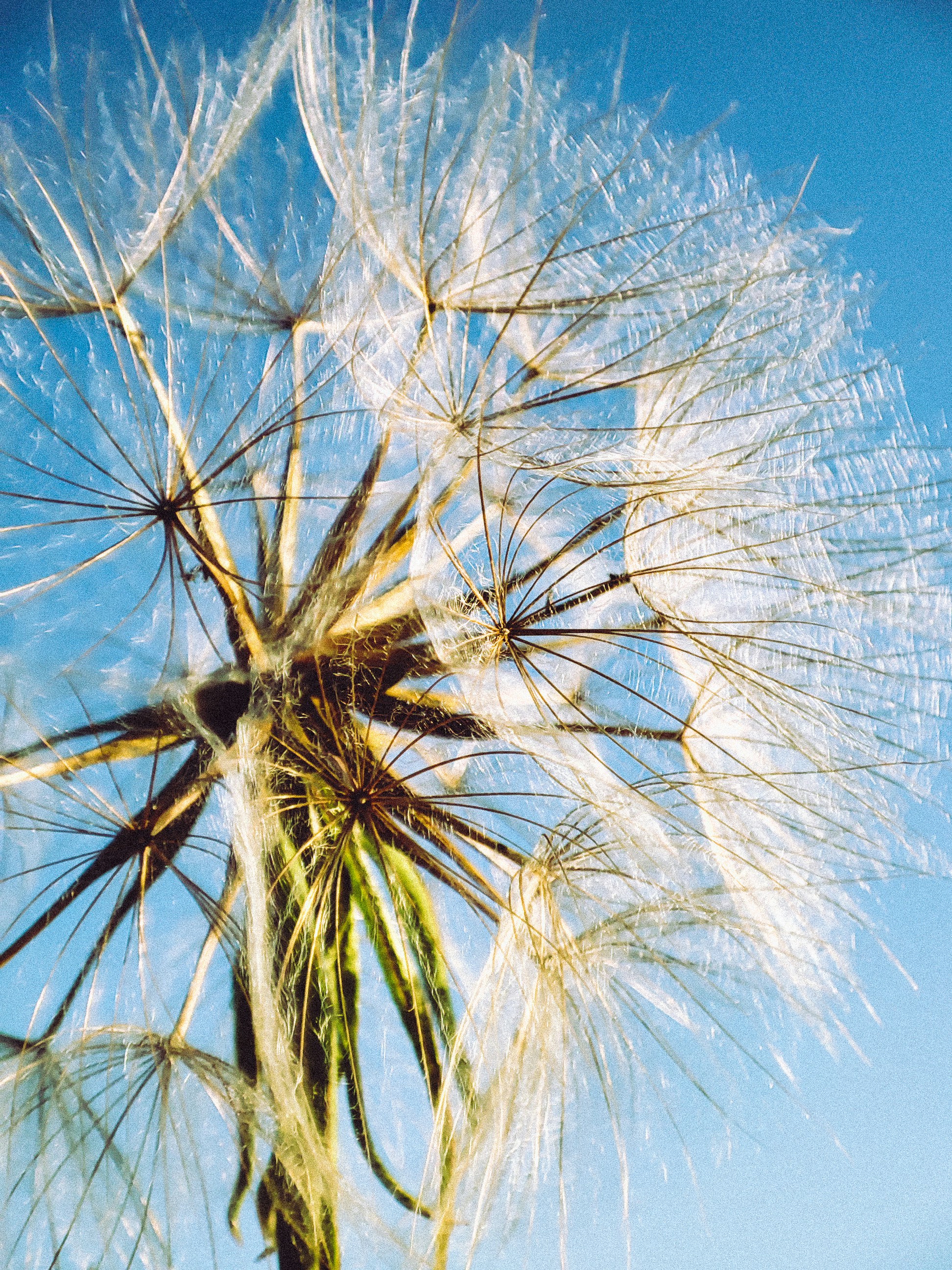 Skyward Dandelion: Macro Portrait Against Cerulean Sky