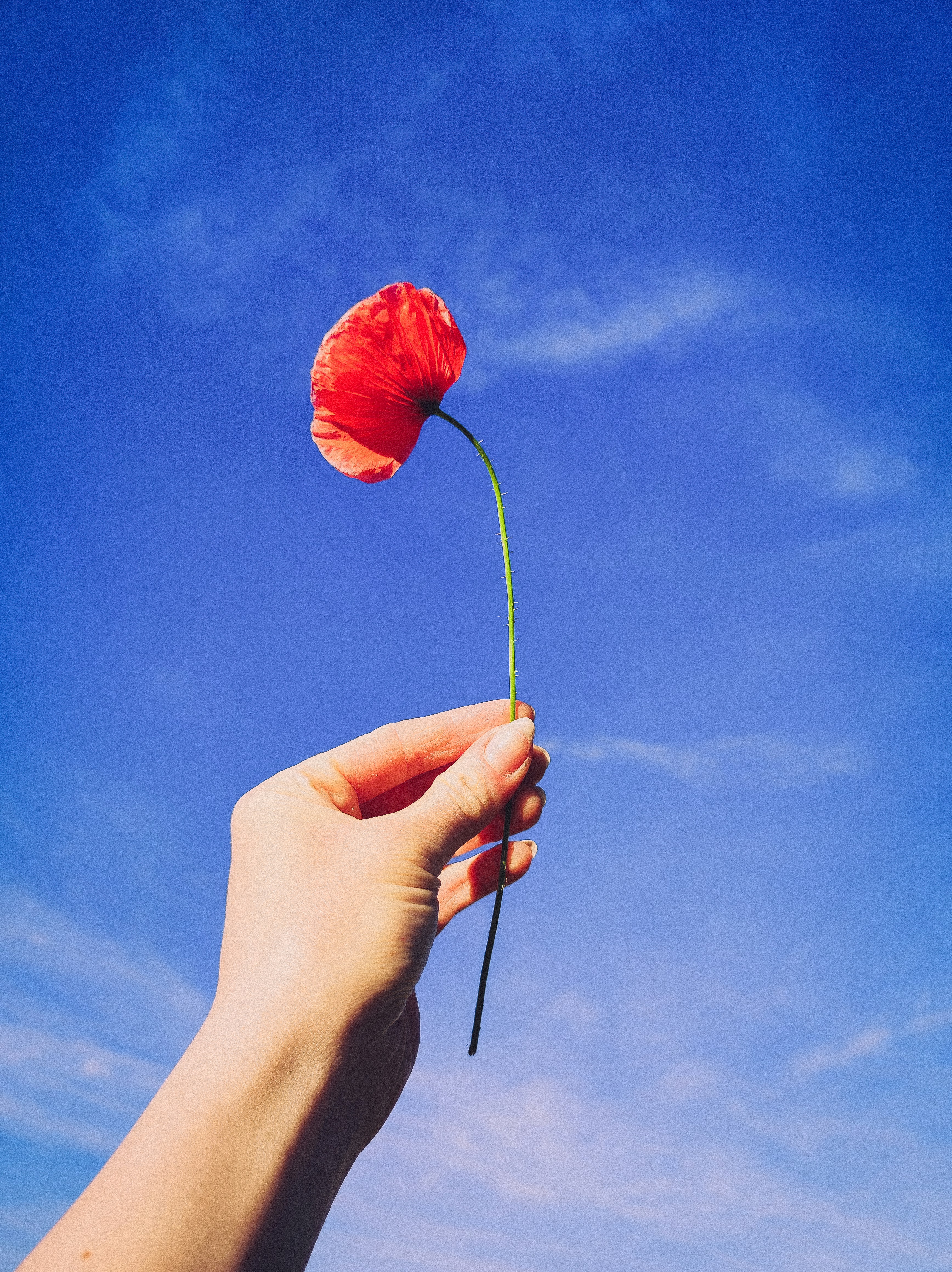 Hand holding a vibrant red poppy flower against a clear blue sky, symbolizing beauty and fragility.