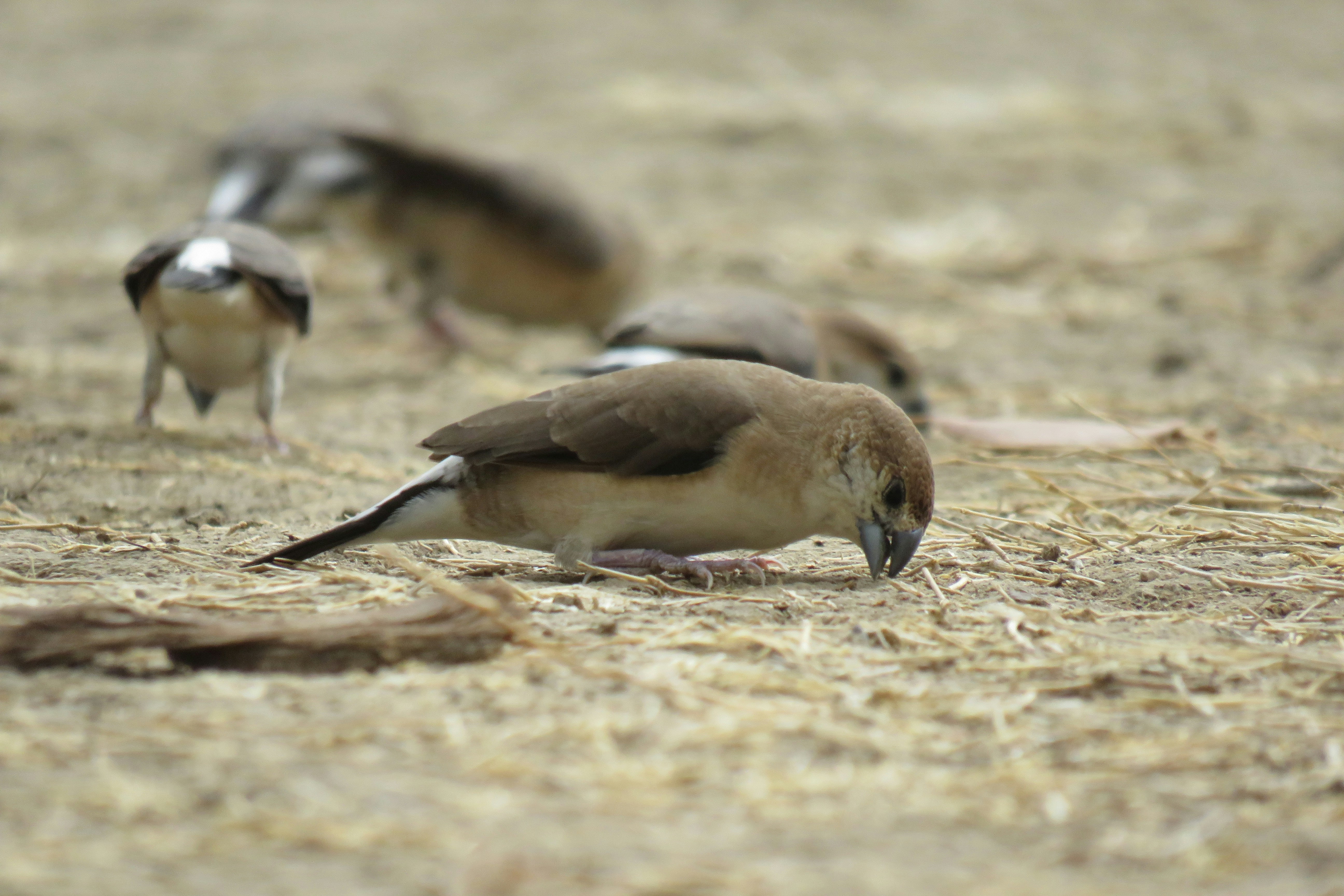 scaly breasted munia 