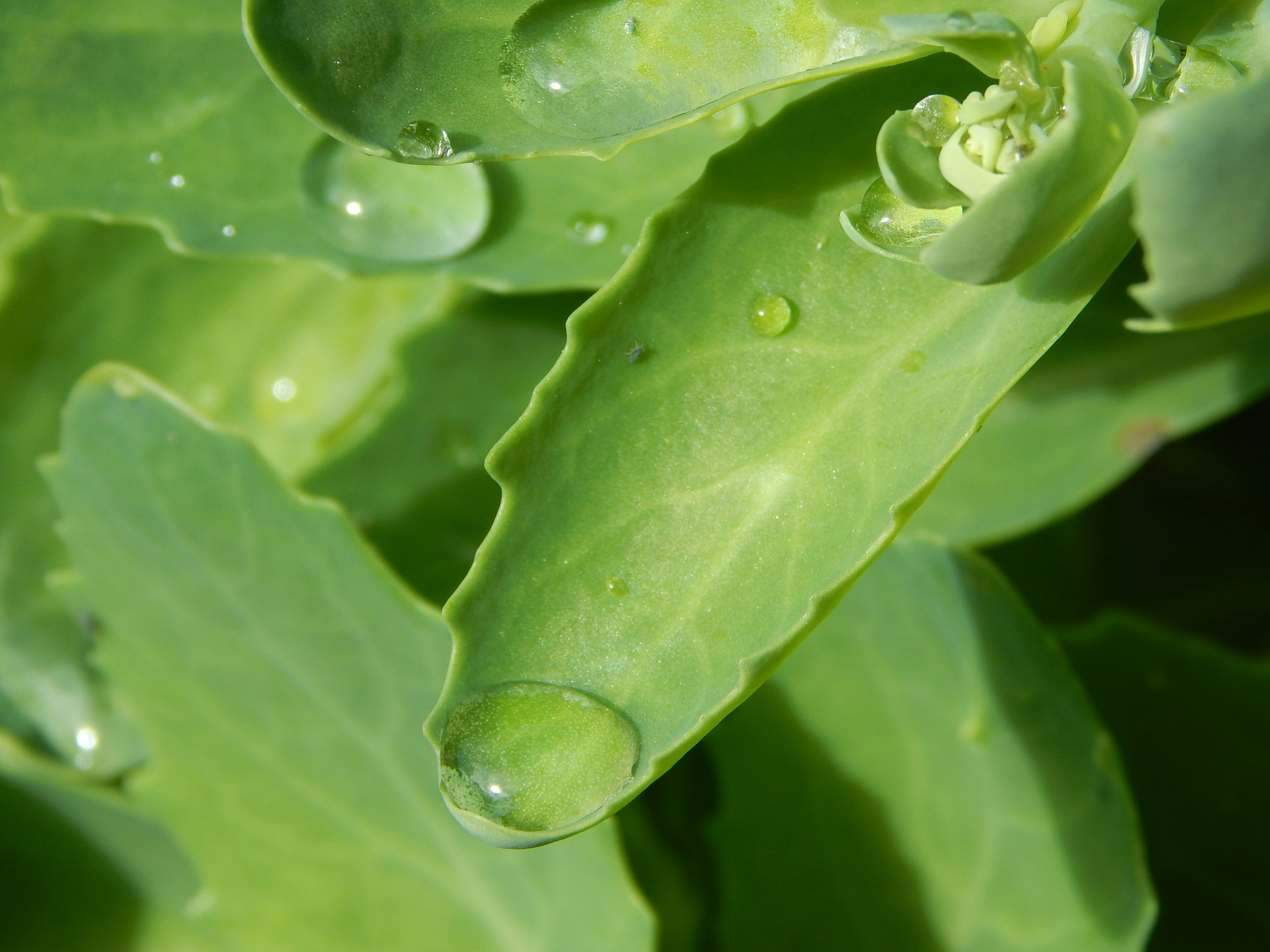Jade Droplets on a Succulent Blade: A Macro Moment