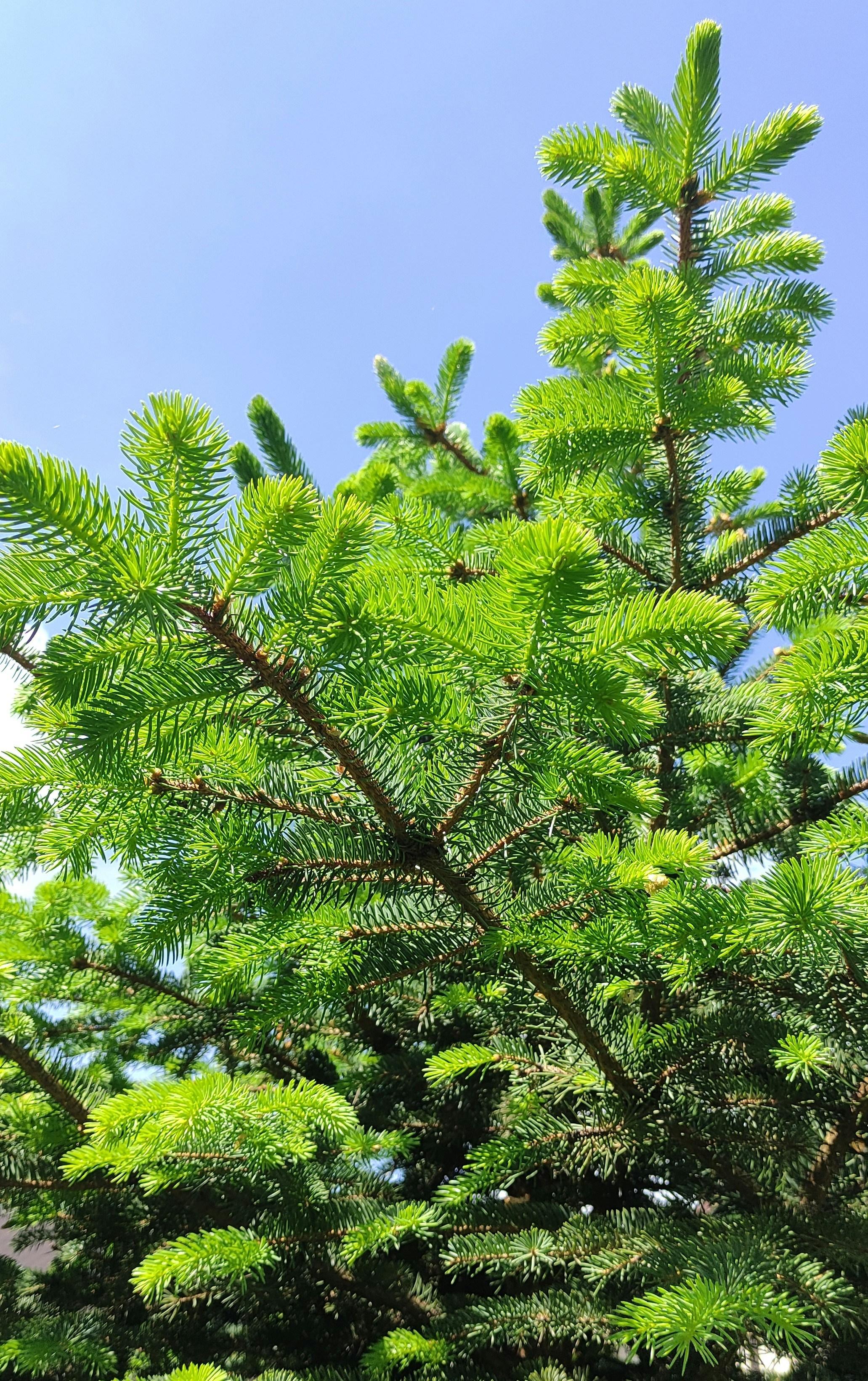 Bright Sprigs Under a Clear Sky