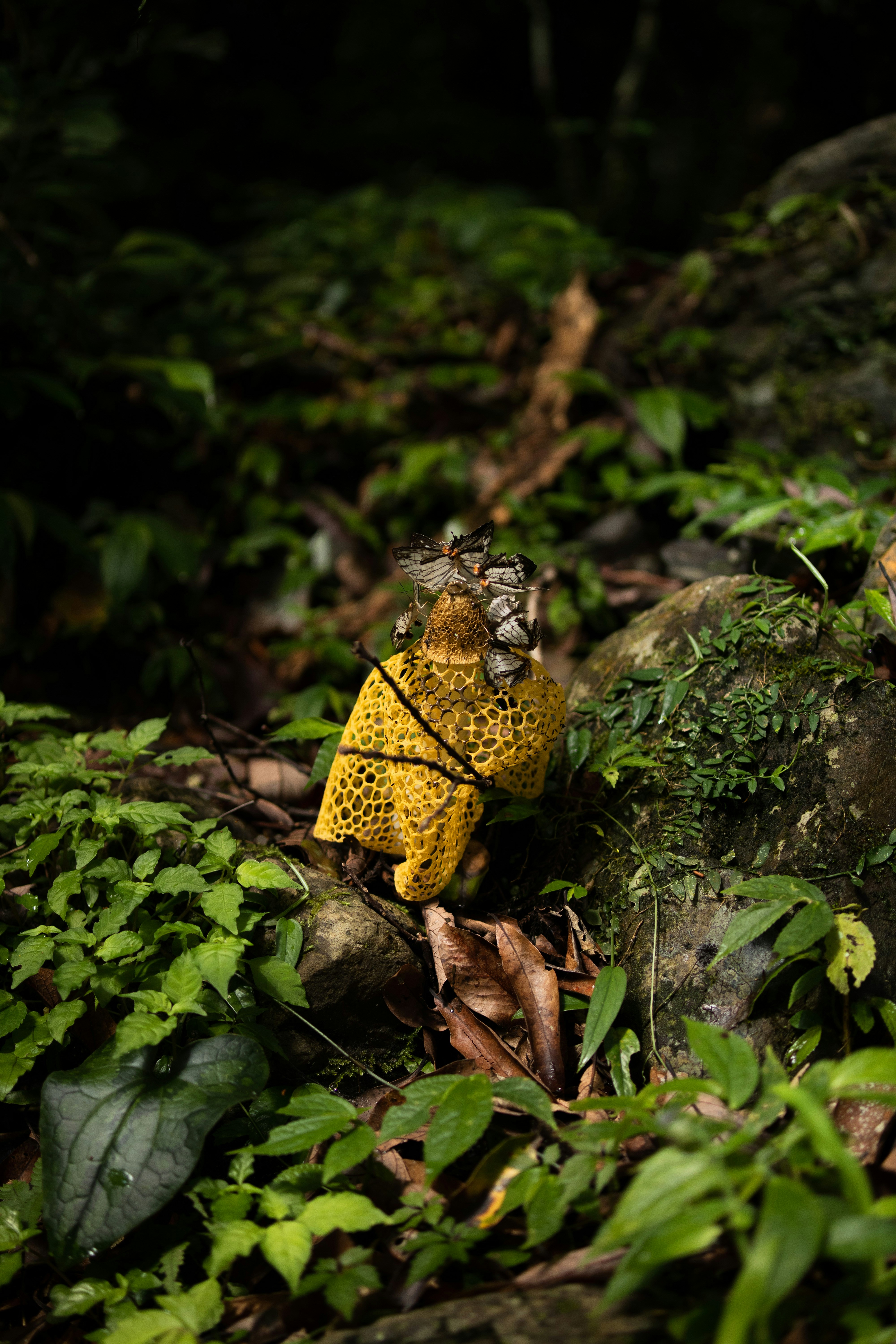 a butterfly on a log