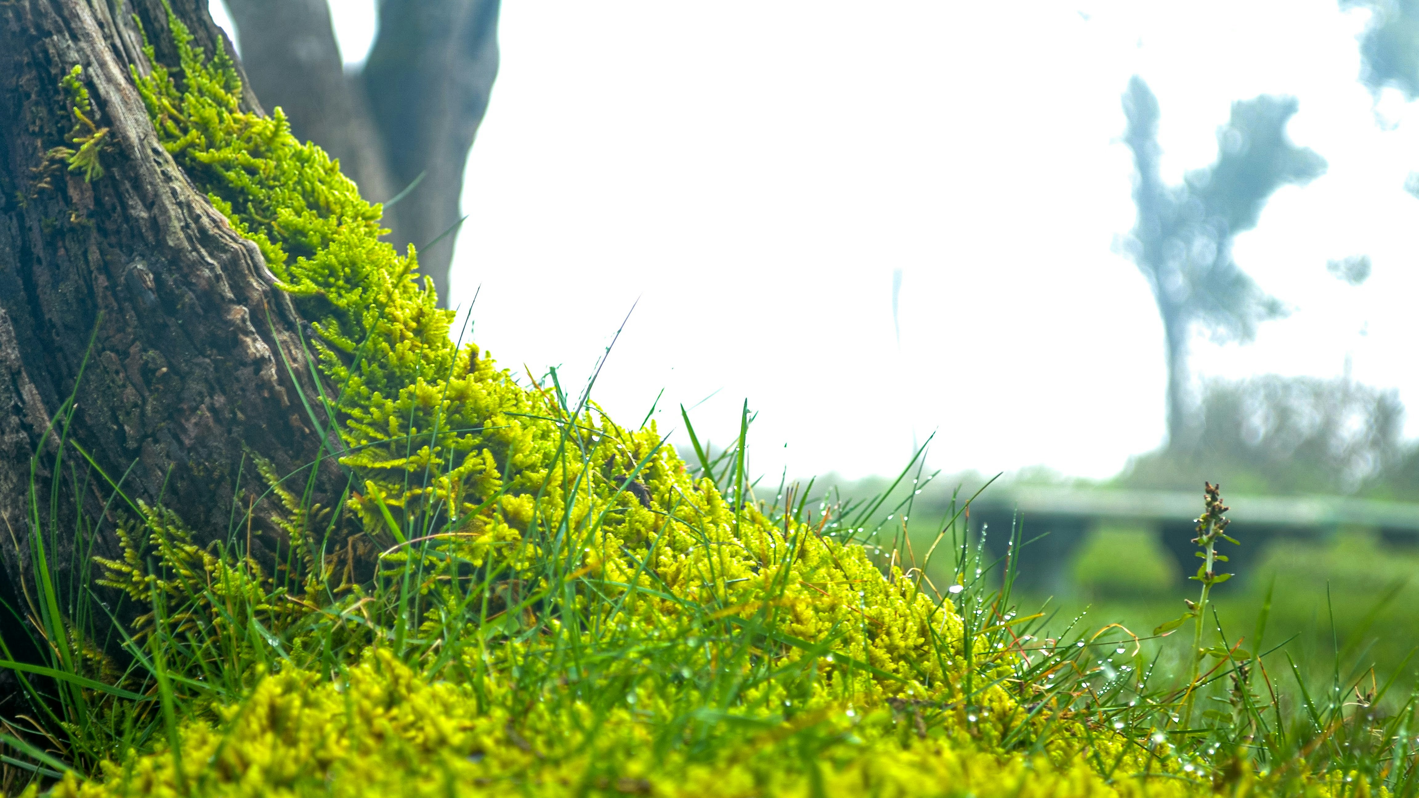 Emerald Moss at the Forest Edge: Dew-Kissed Detail on a Tree Root