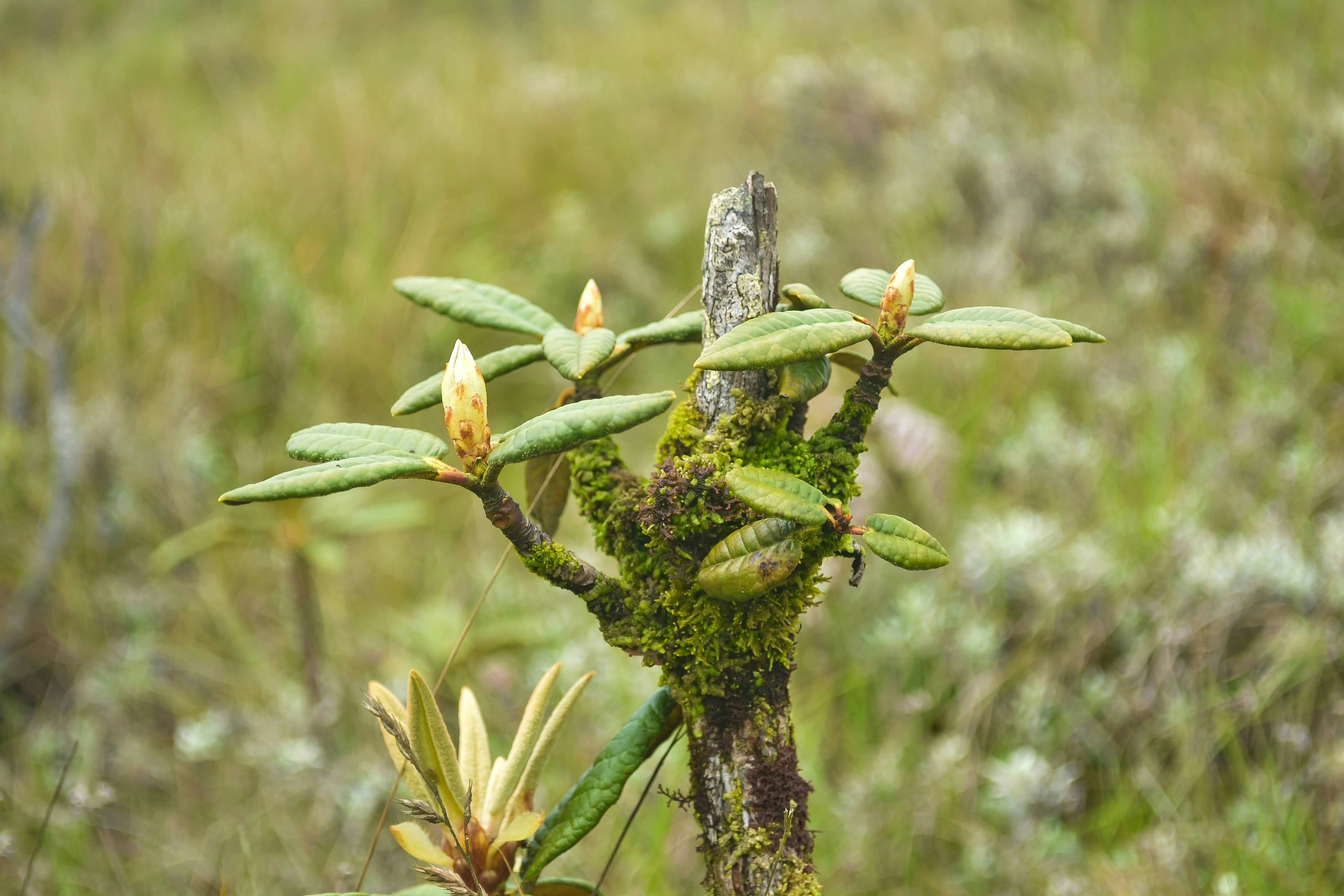 Lichen-Kissed Twig Reaching Through a Quiet Meadow