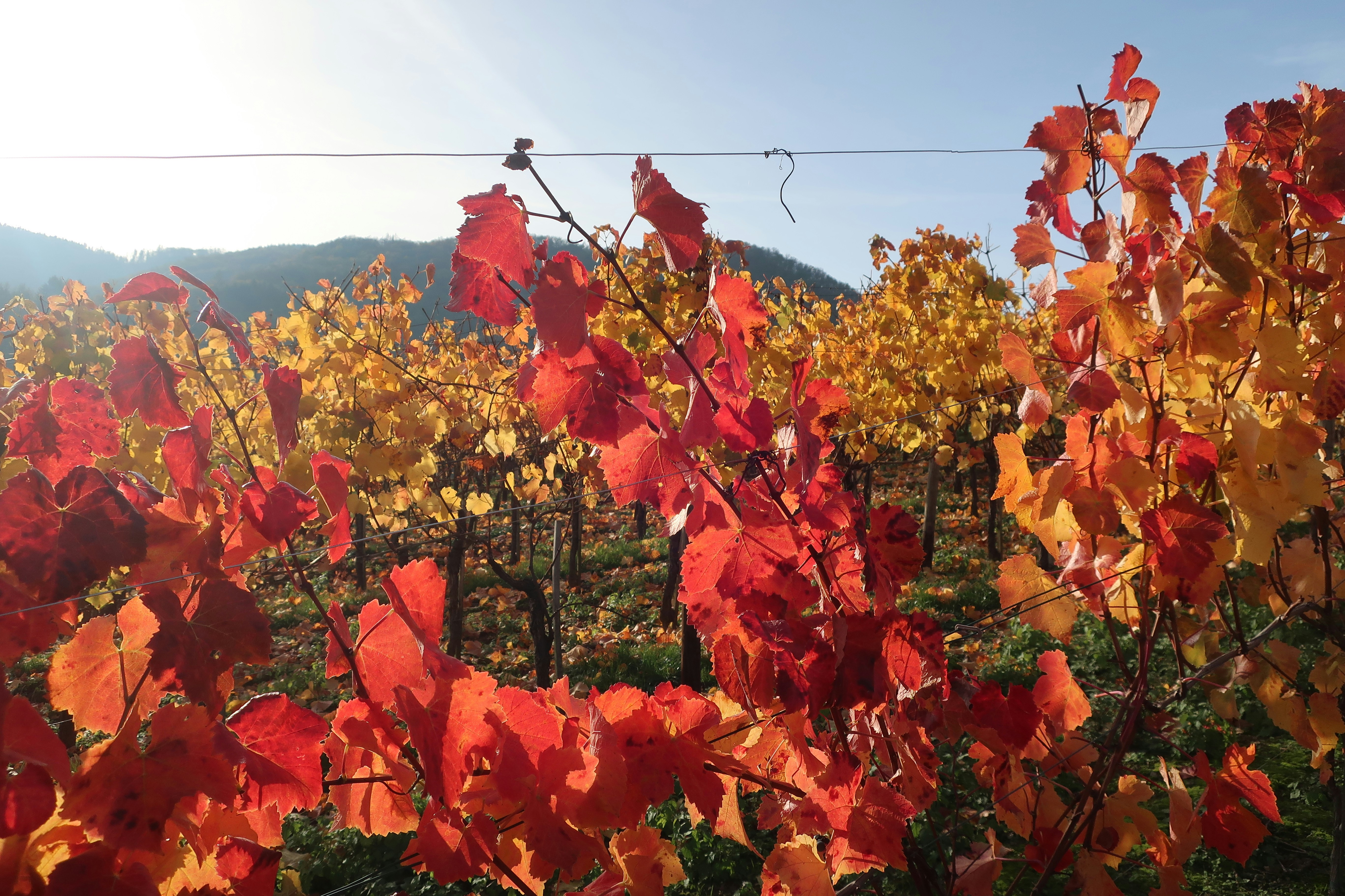 Vibrant red and yellow grape leaves adorn a vineyard under a clear sky, showcasing the beauty of autumn. The sun casts a warm glow over the landscape.