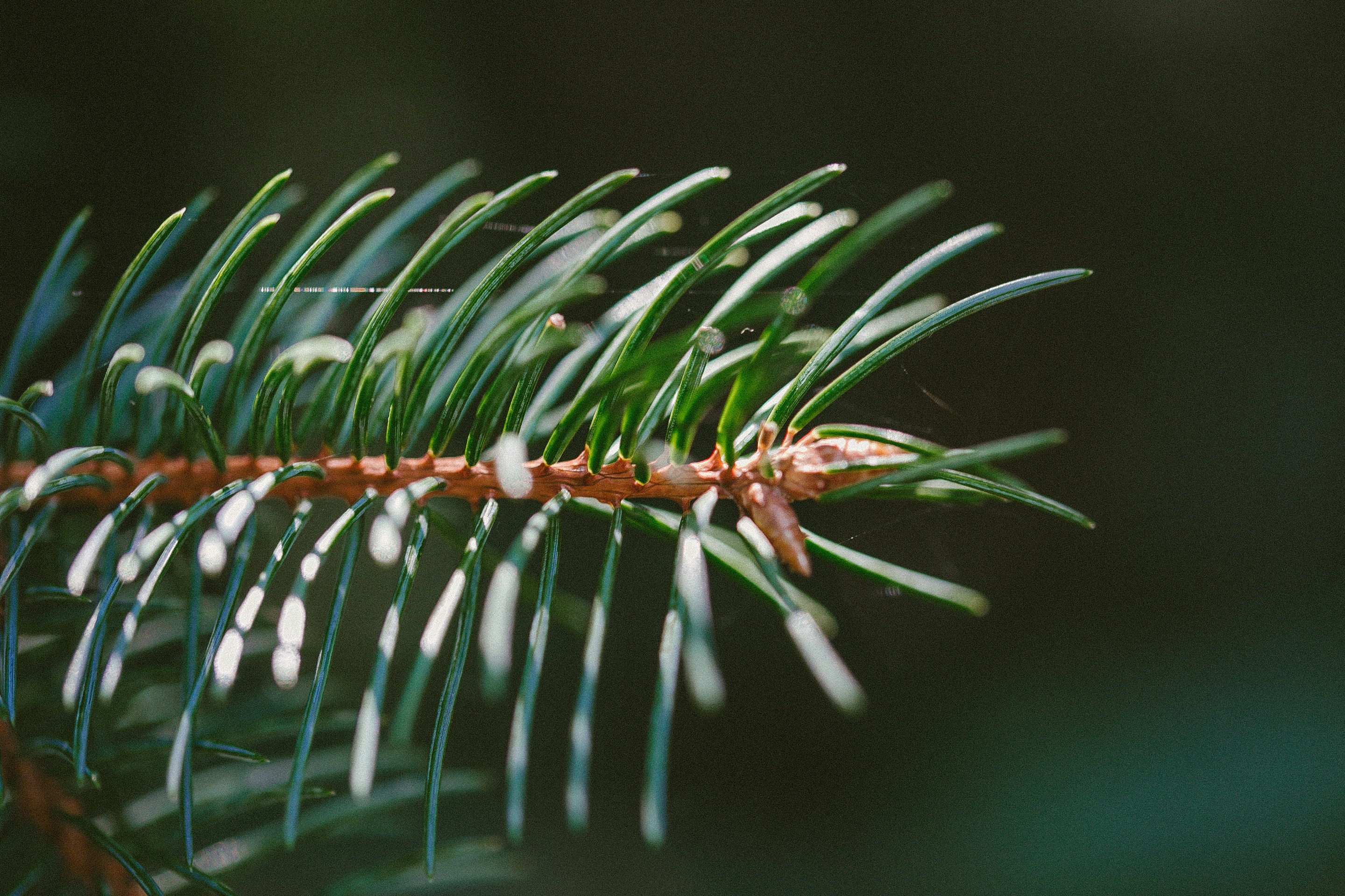 Close-up of a pine branch showcasing vibrant green needles against a softly blurred background.