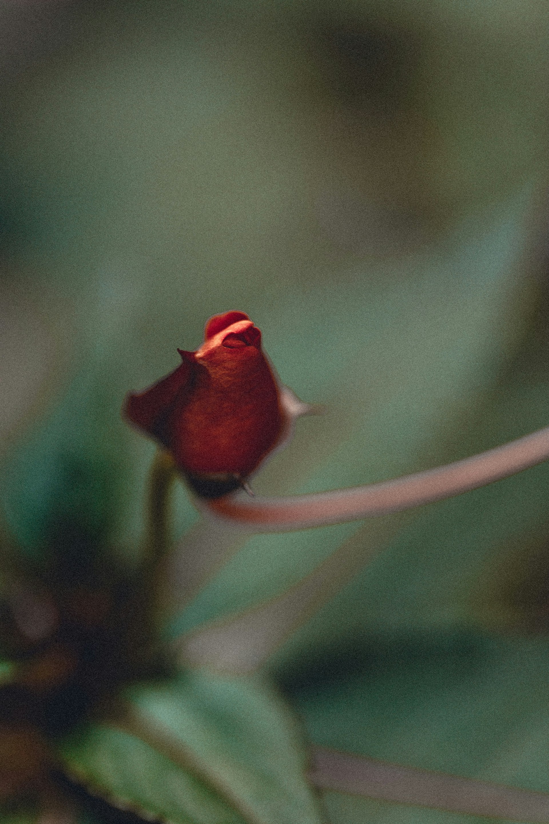 Crimson Rosebud in Velvet Blur: A Quiet Macro Portrait