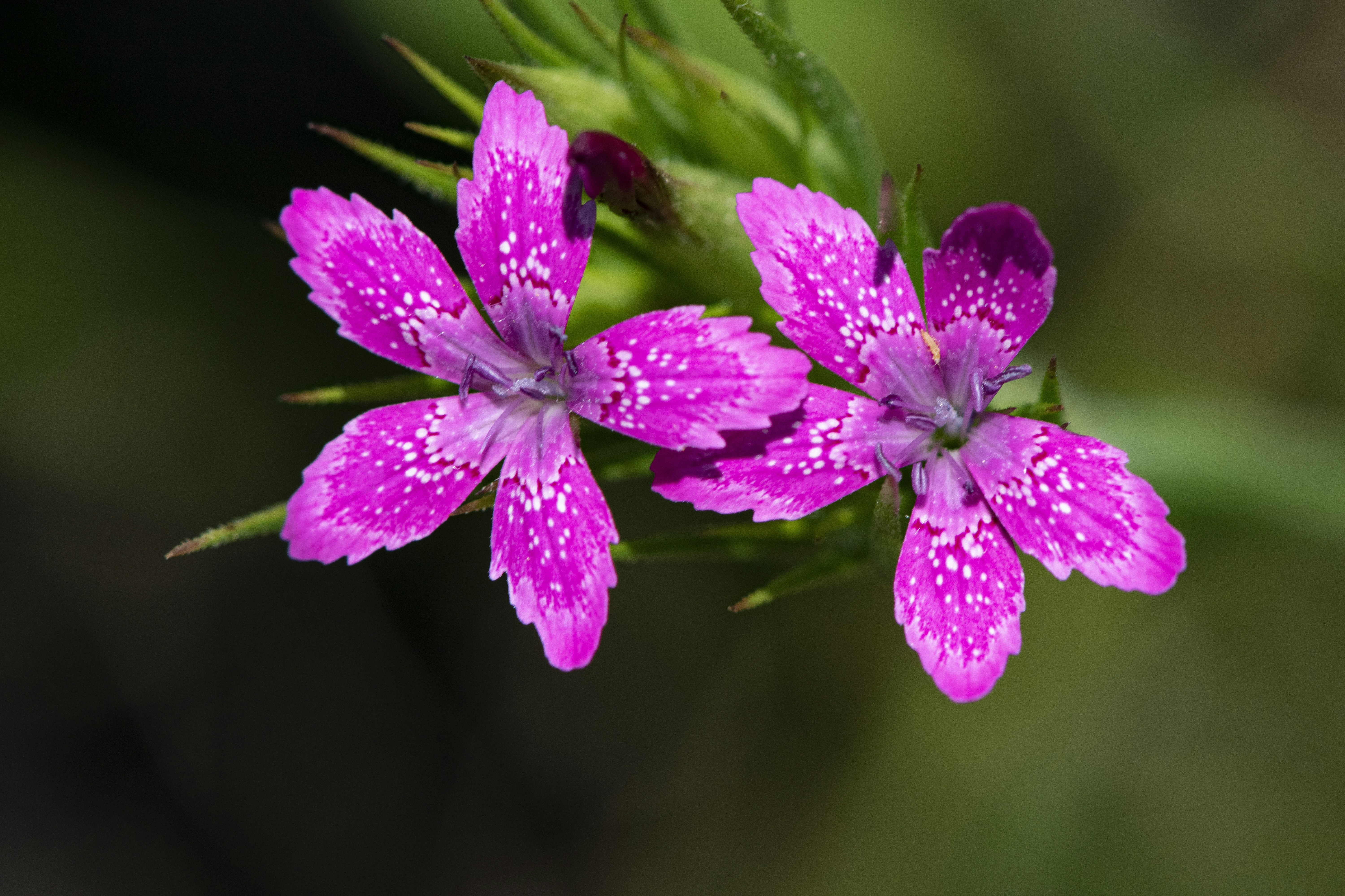 Two Neon-Pink Dianthus Blooms in a Velvet Green Backdrop