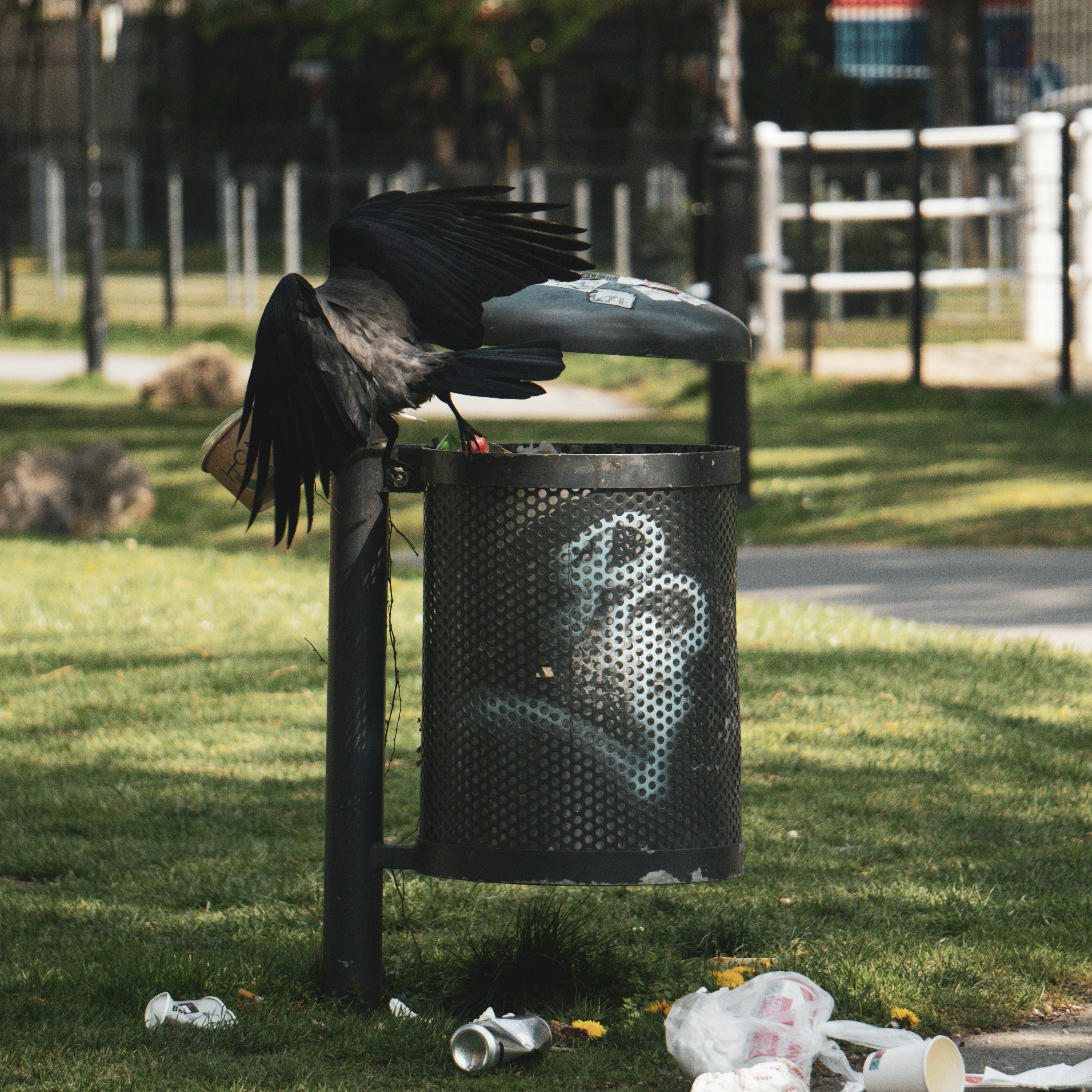 A black garbage can with a black bird on top photo – Free Vienna Image ...