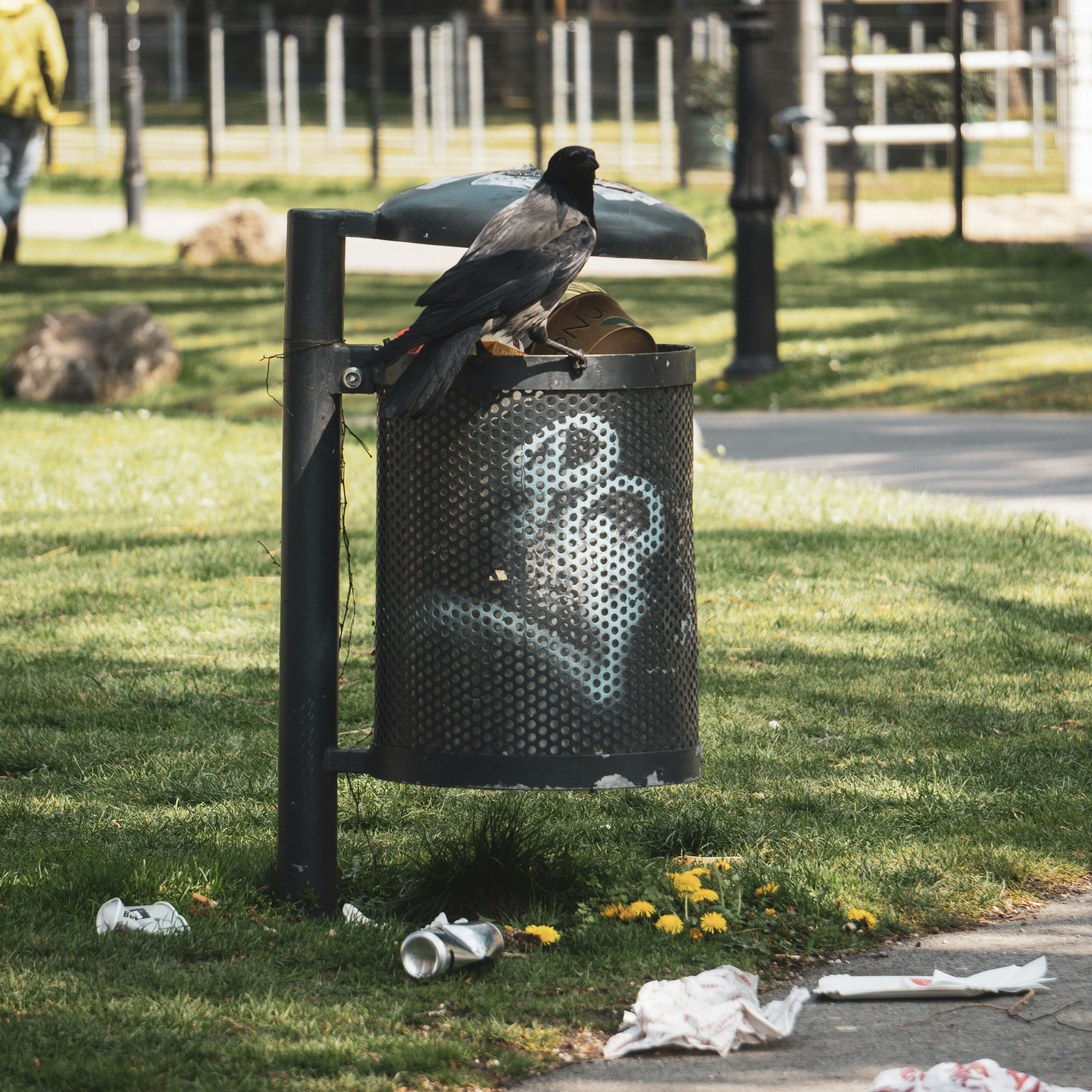 A bird on a trash can photo – Free Vienna Image on Unsplash