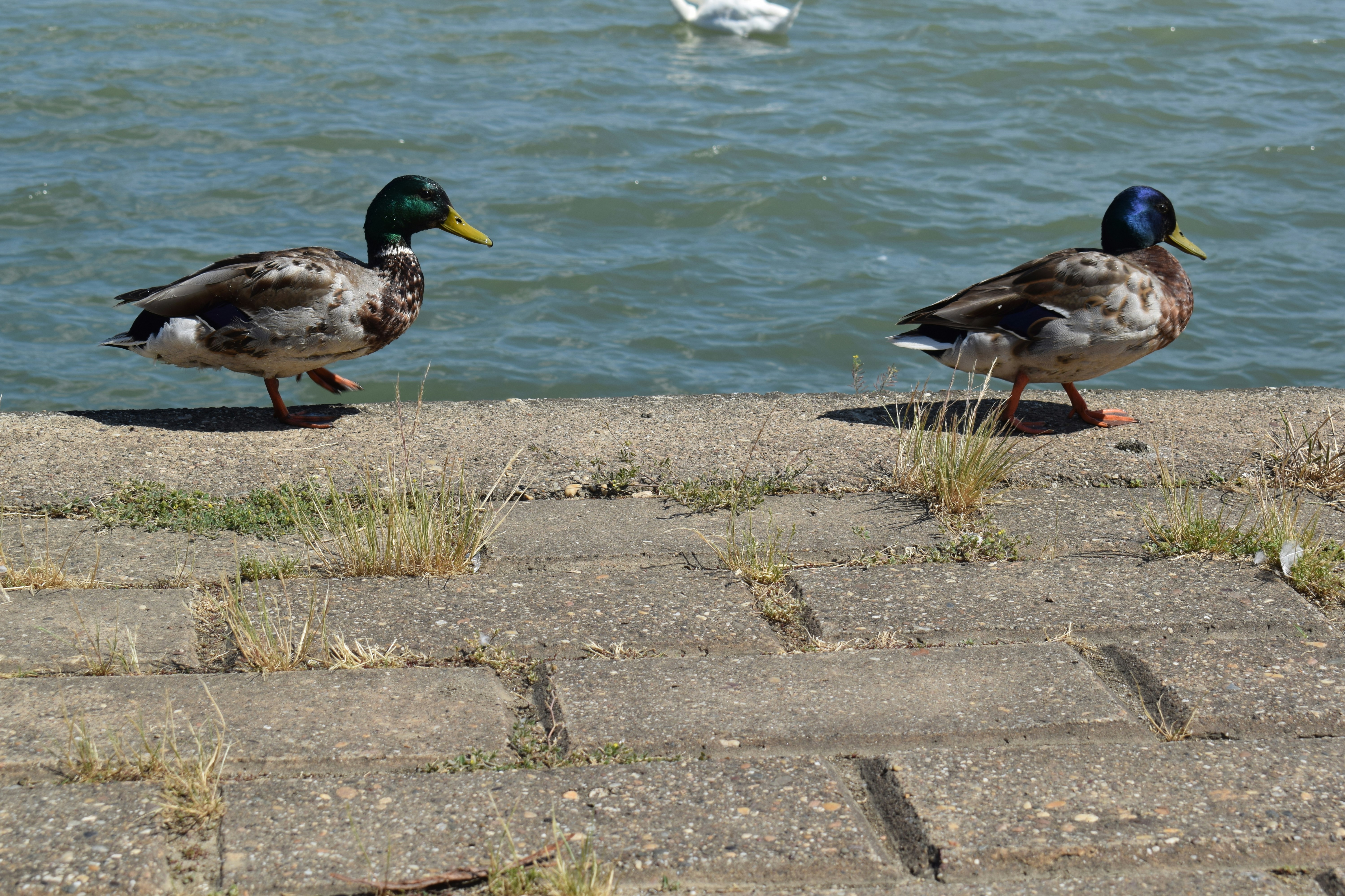 Ducks walking on a sidewalk photo – Free Waterfowl Image on Unsplash