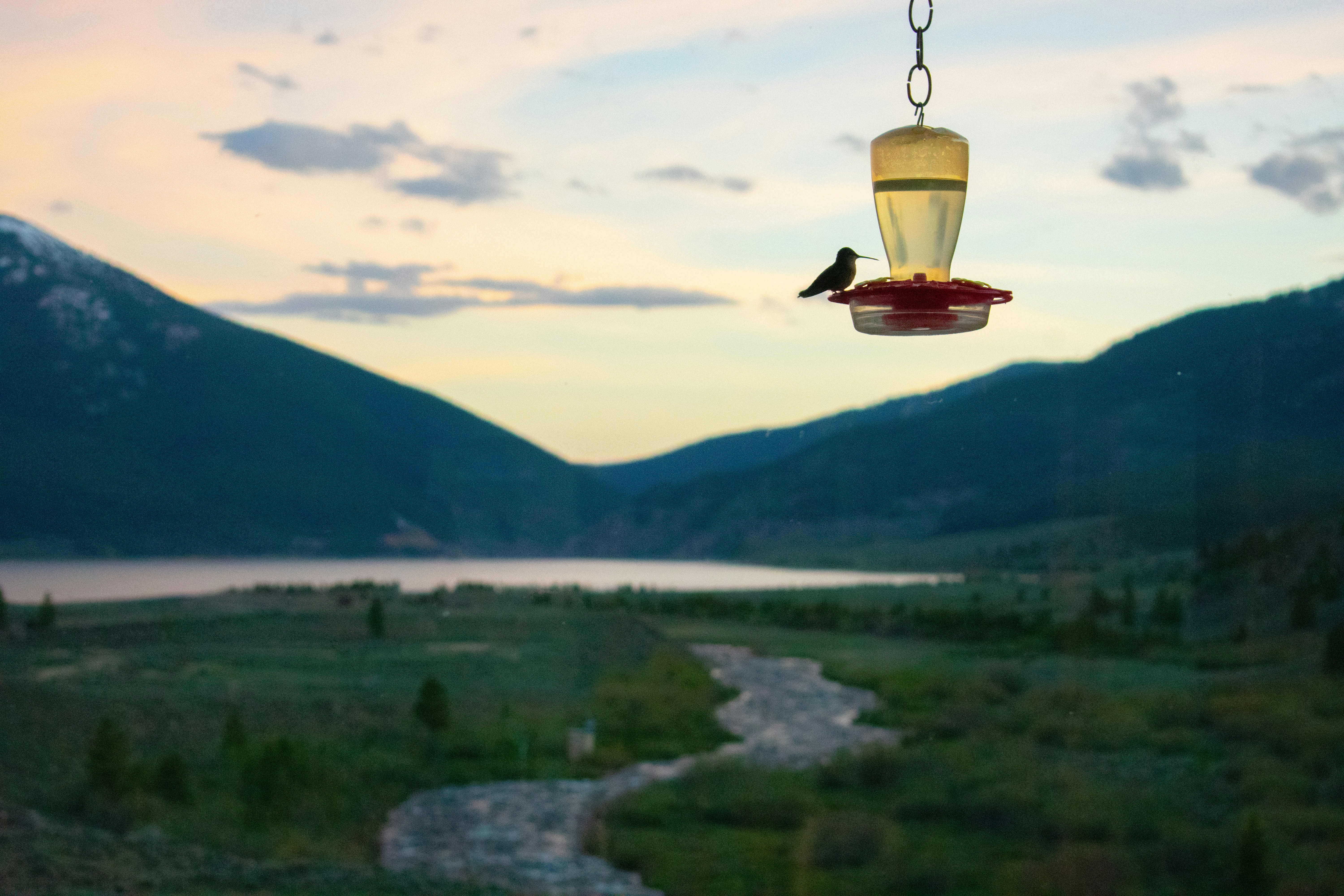 Serenity at Dusk: A Hummingbird's Refuge
