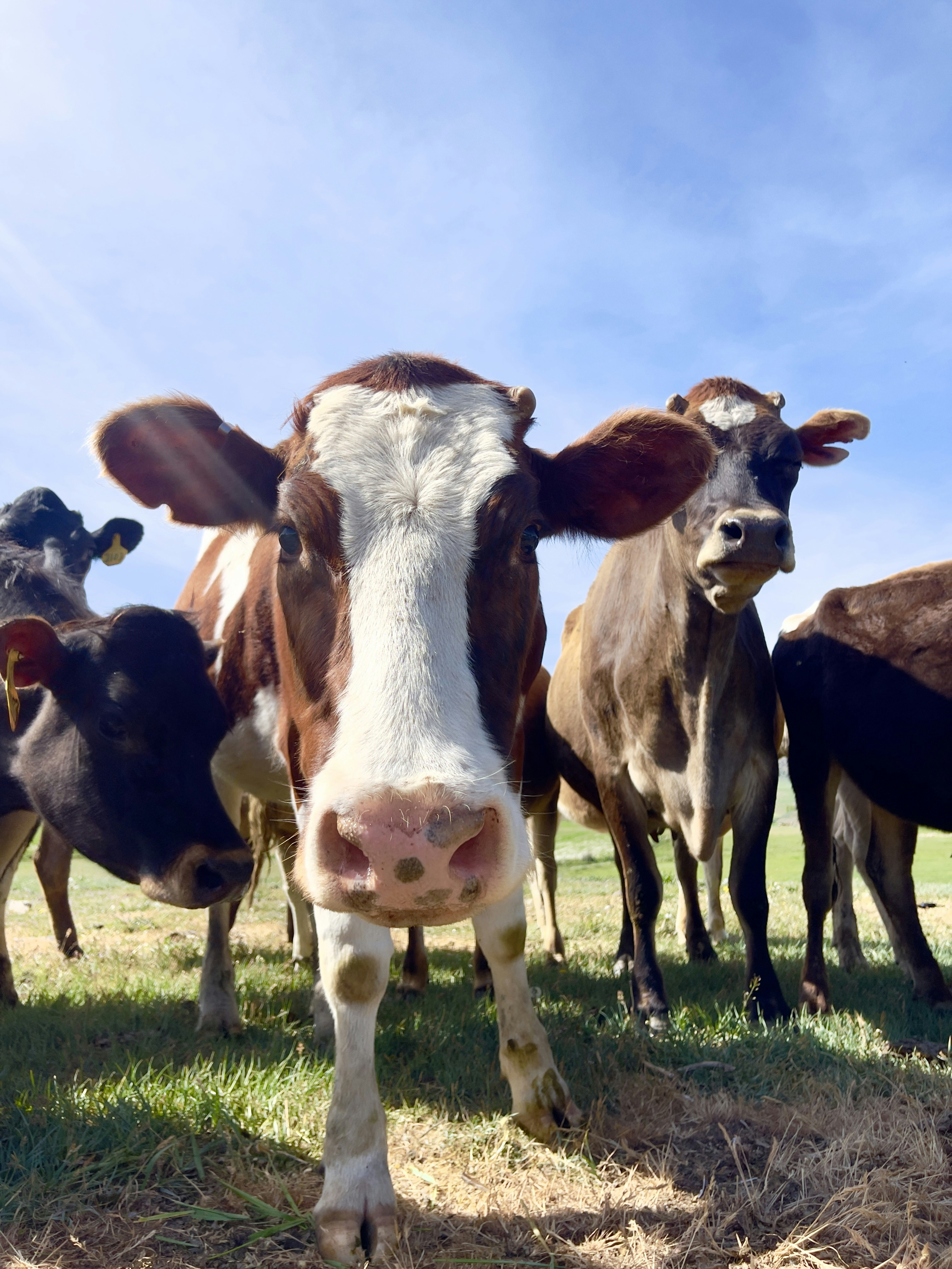 A group of cows standing in a field photo – Free United states Image on ...