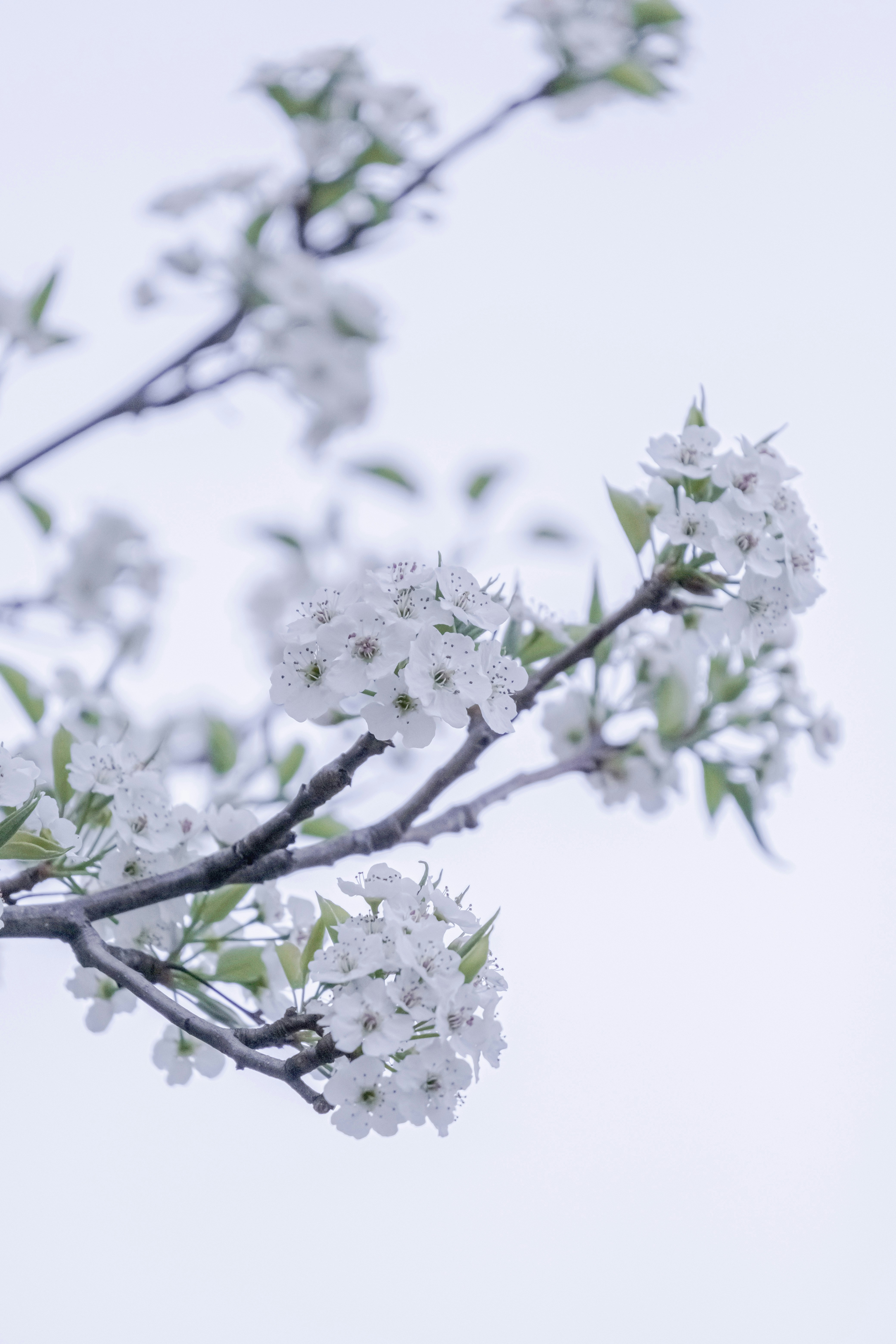a branch with white flowers
