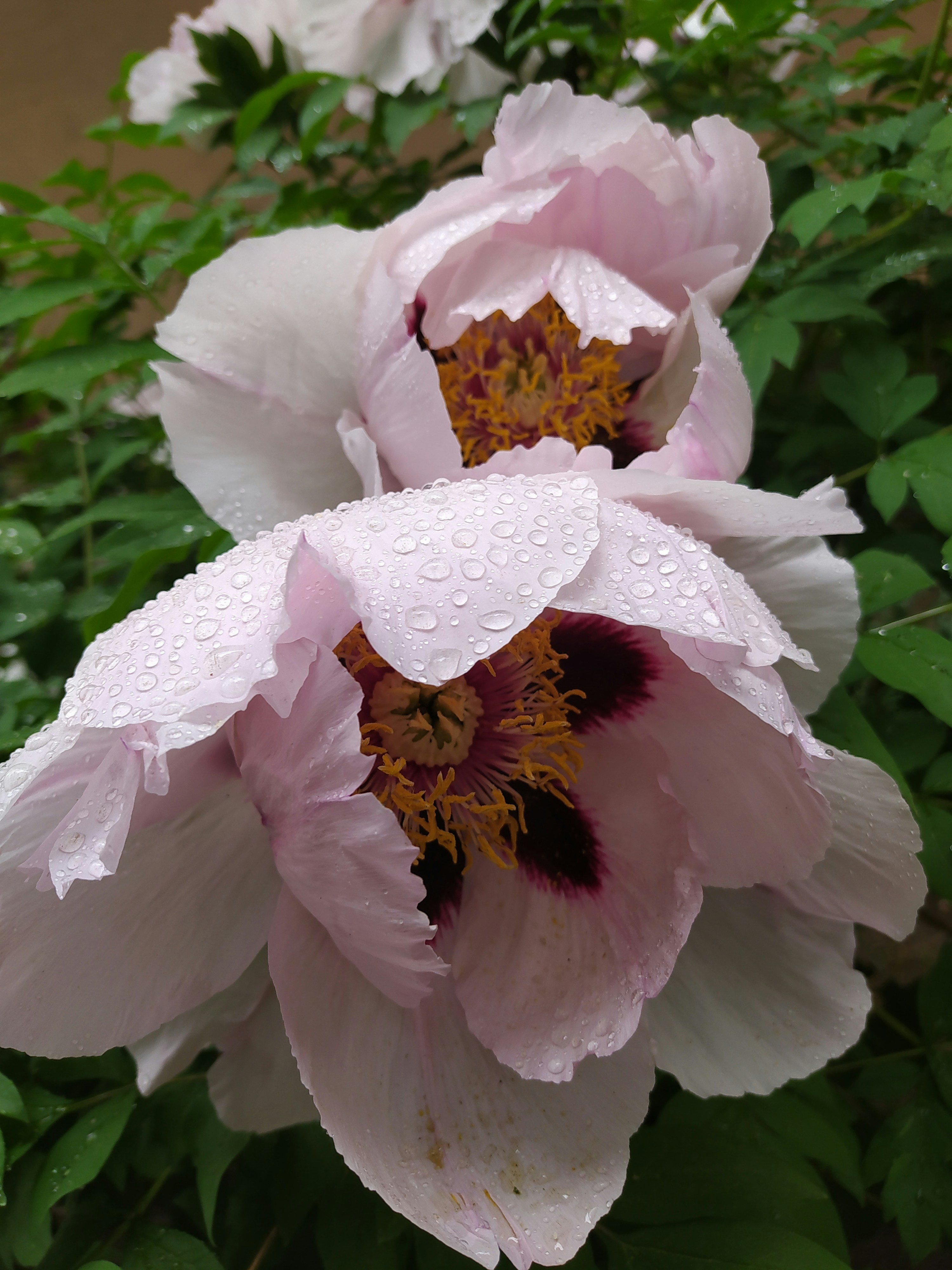 Dew-kissed Peony Bloom with Velvet Petals