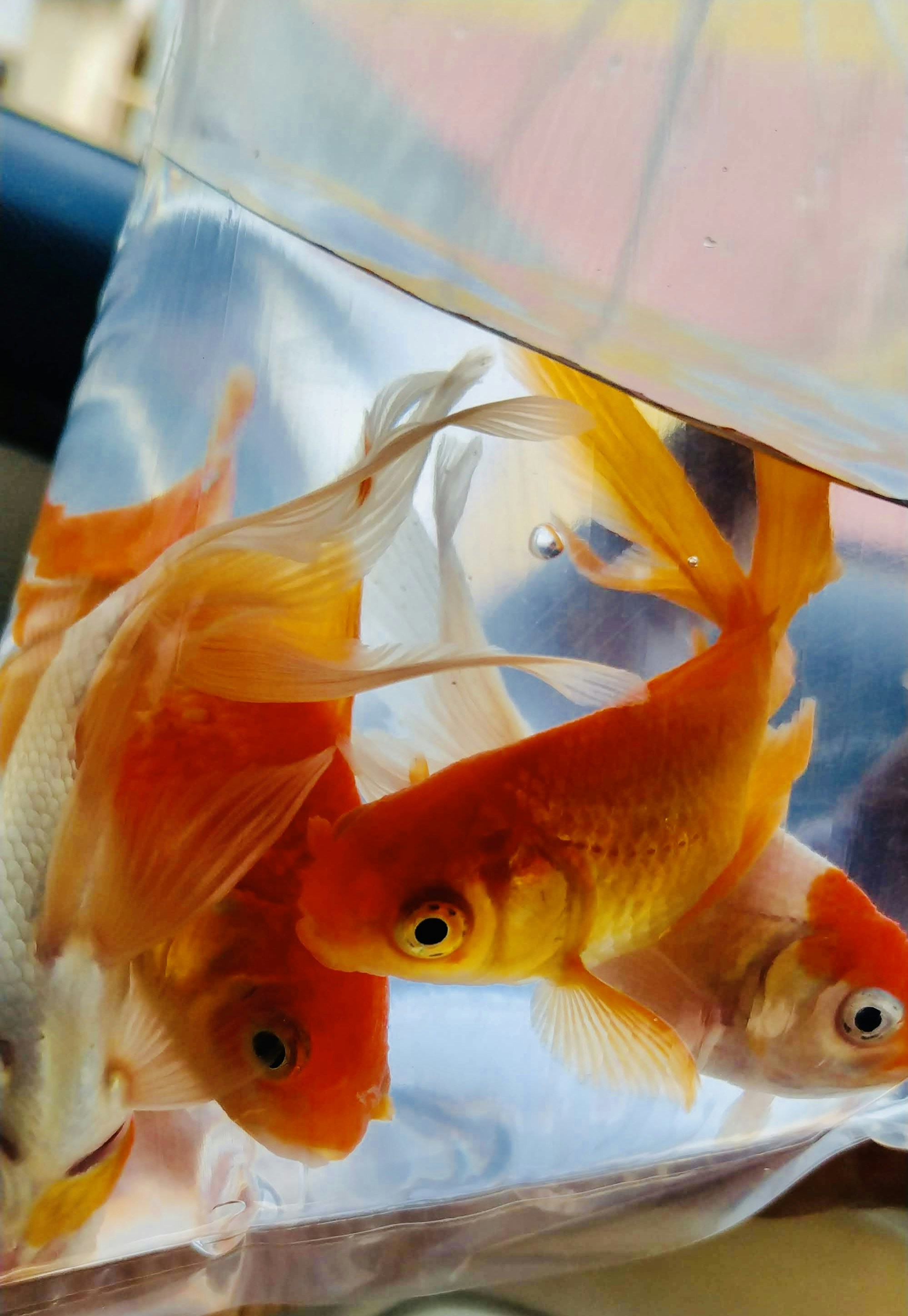 Goldfish swimming in a clear plastic bag, showcasing vibrant colors and fluid movements.