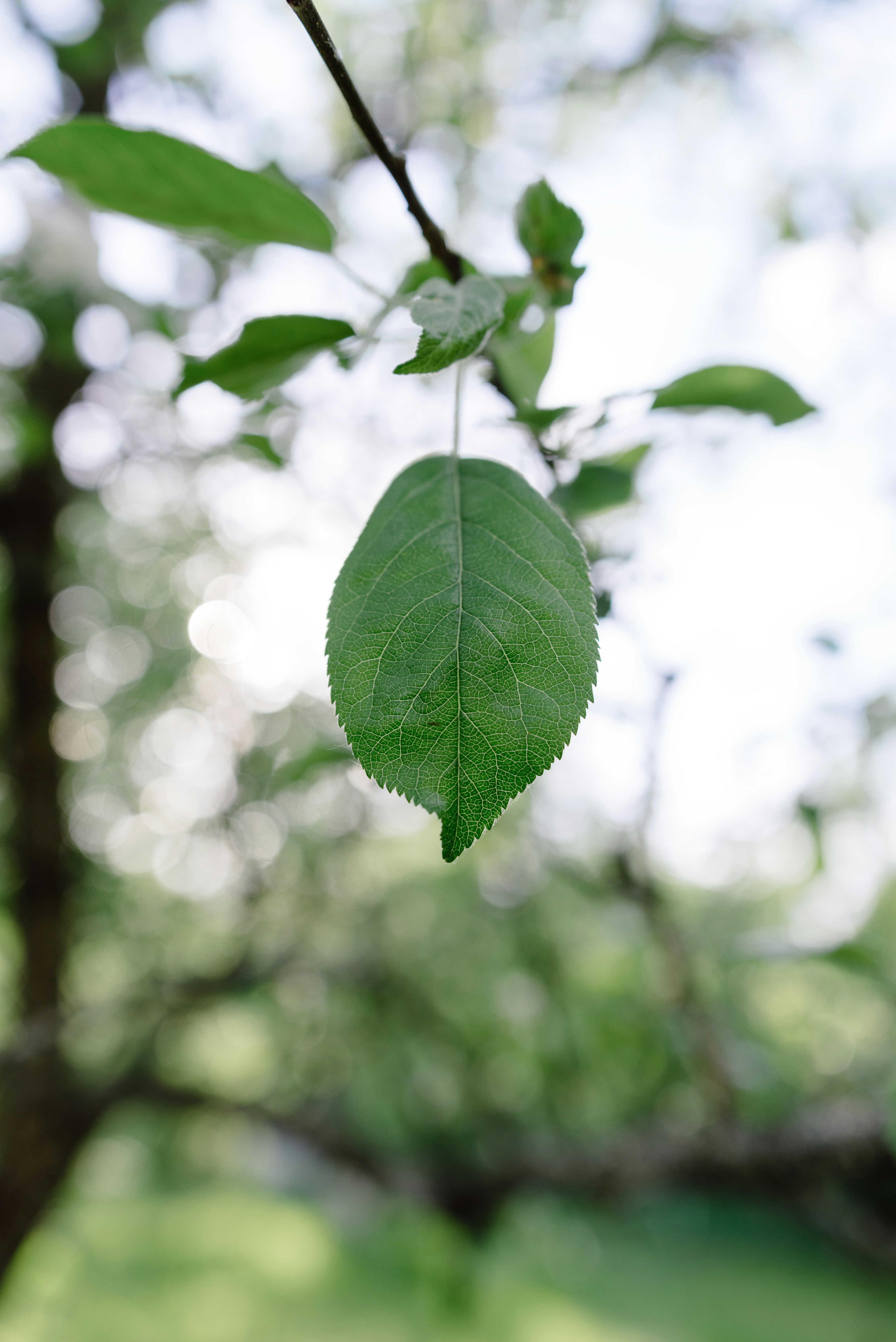 Photo by Michail Dementiev with Nikon D610