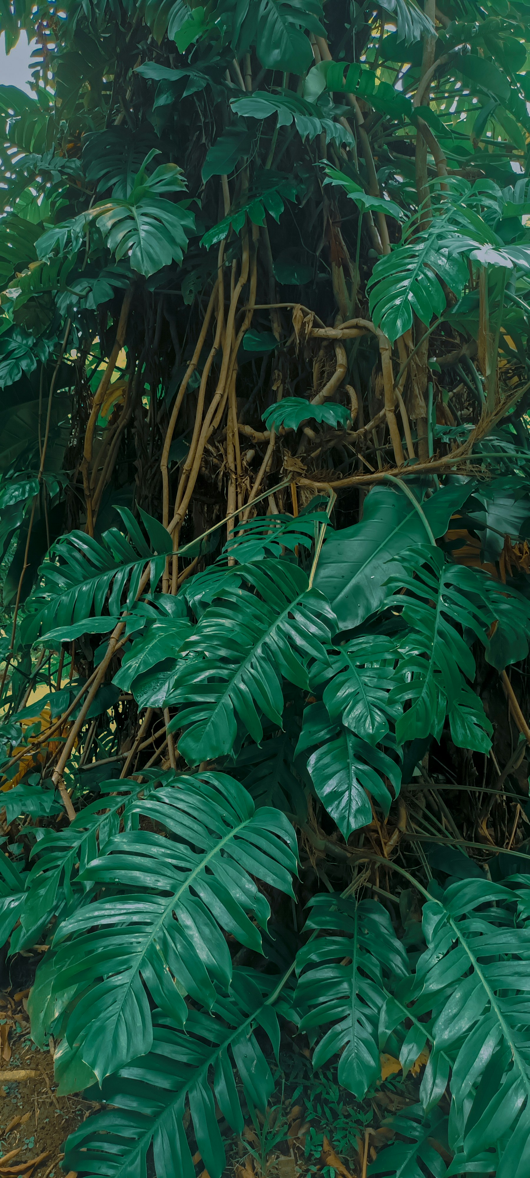 Sample photo from Samsung Galaxy A22