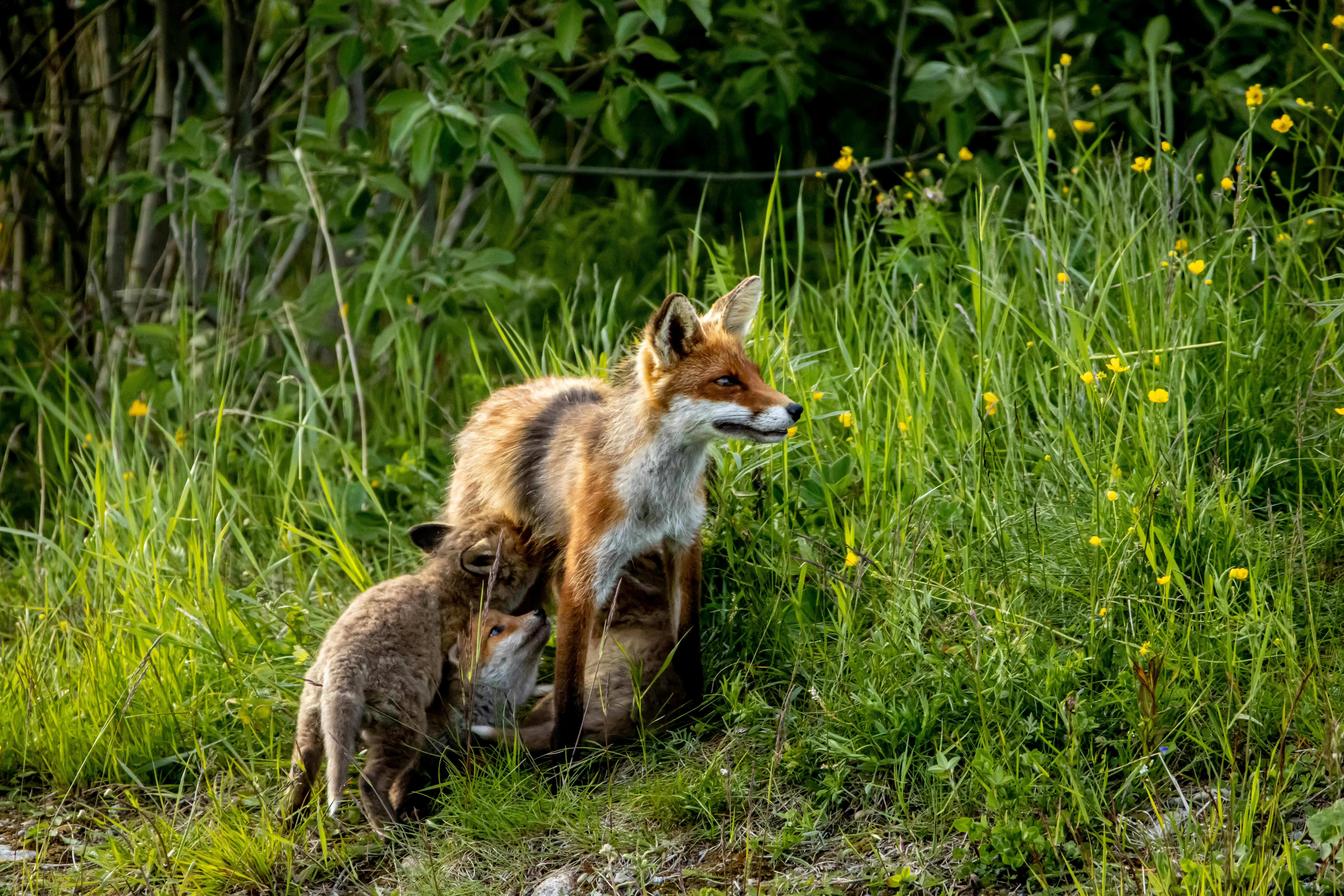 A group of foxes in a grassy area photo – Free Rätan Image on Unsplash