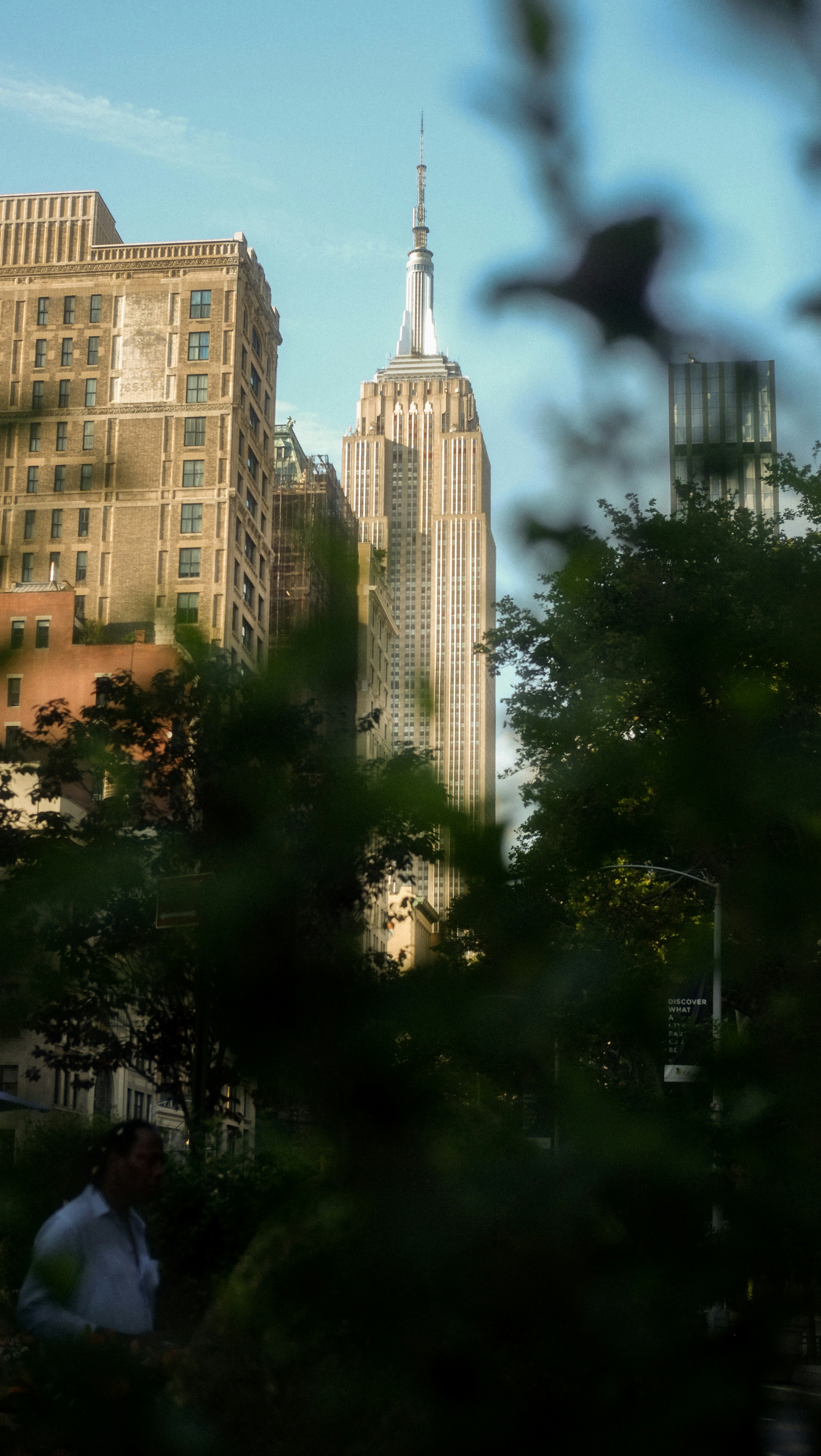 Empire State Silhouette: Midtown Skyscraper Framed by Urban Foliage