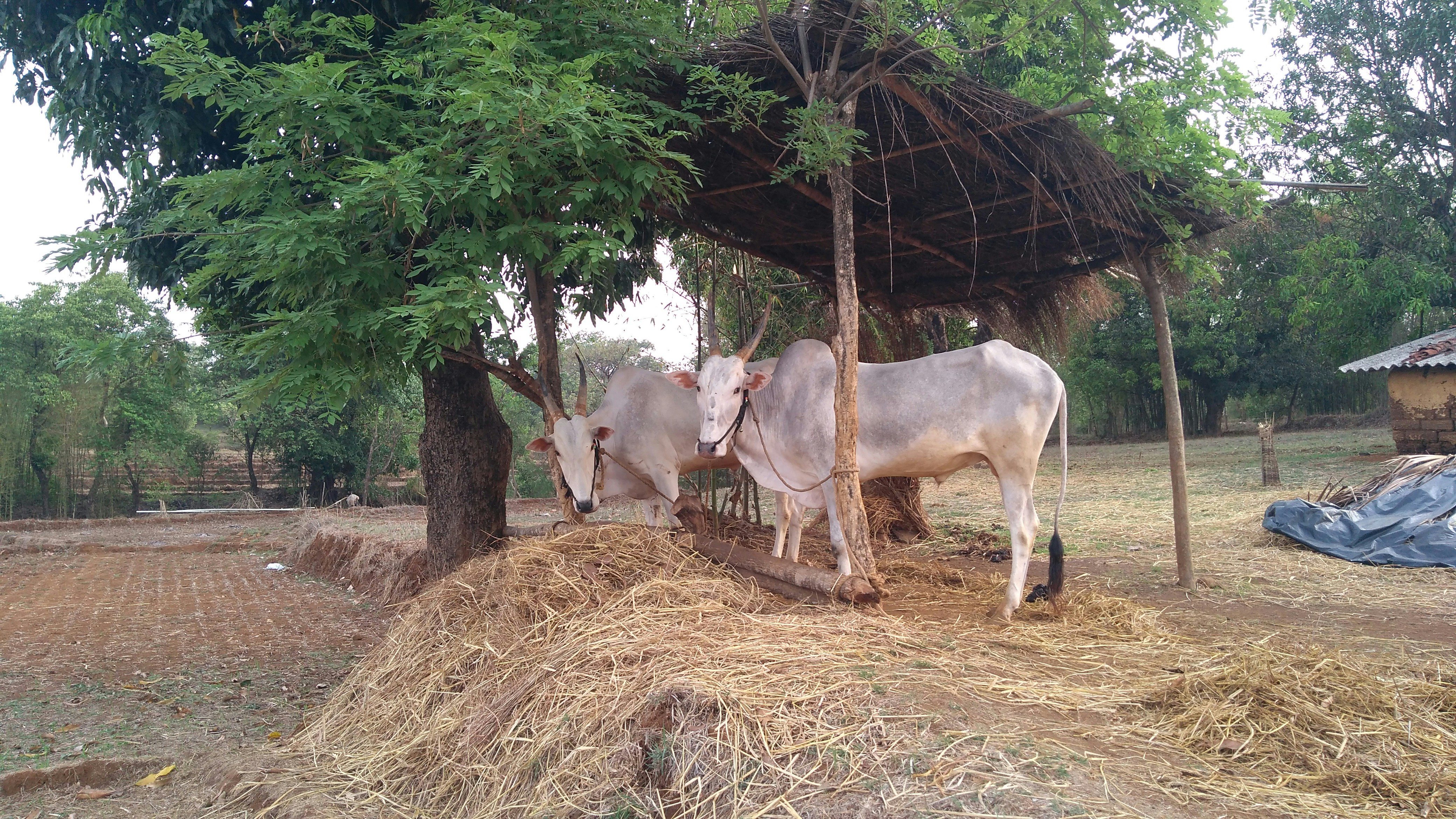 Two cows resting under a thatched shelter surrounded by lush greenery and straw in a tranquil rural setting.