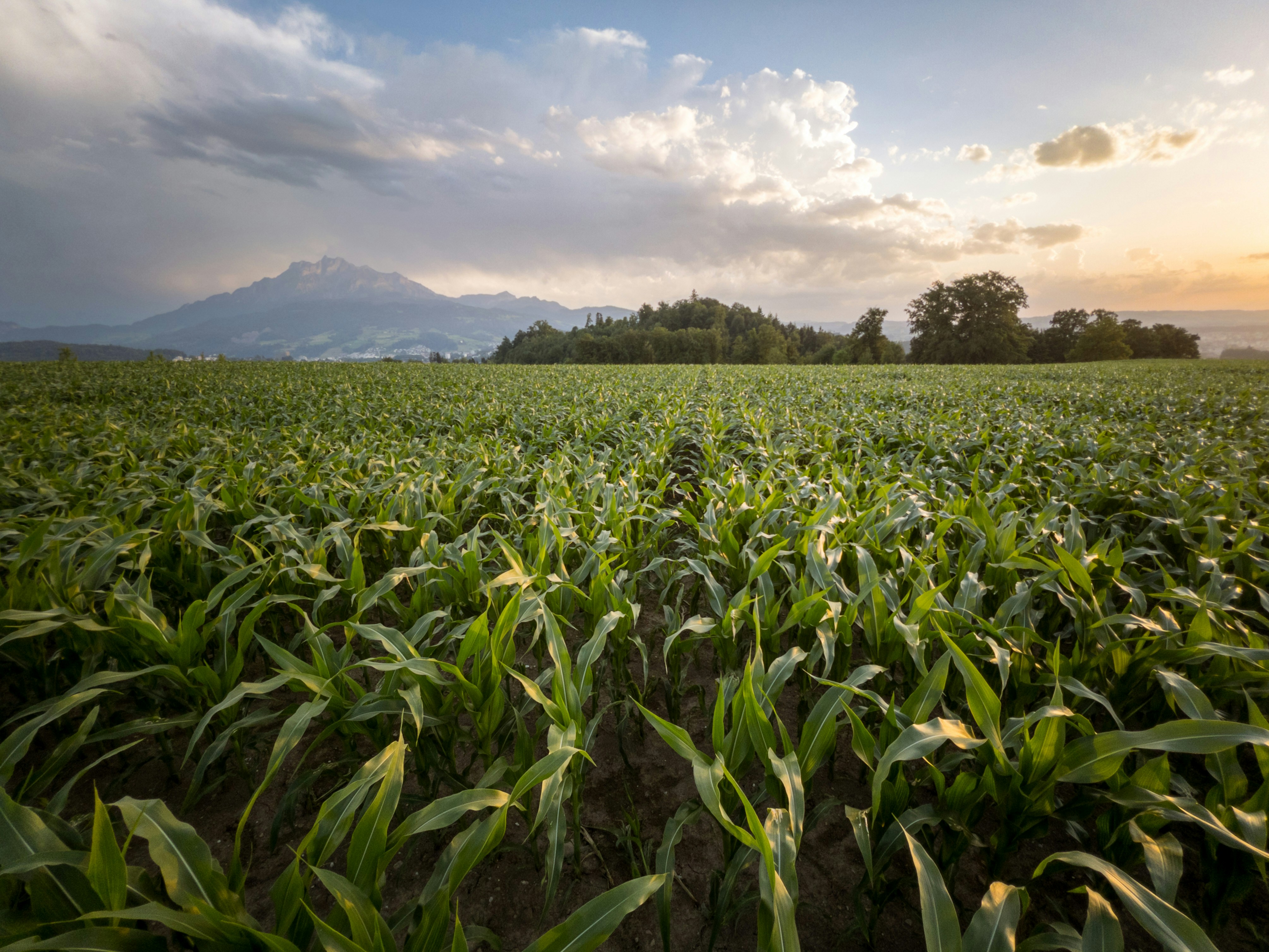 Row-by-Row Sunrise: Golden Field Leading to Snow-Capped Peaks on the Horizon