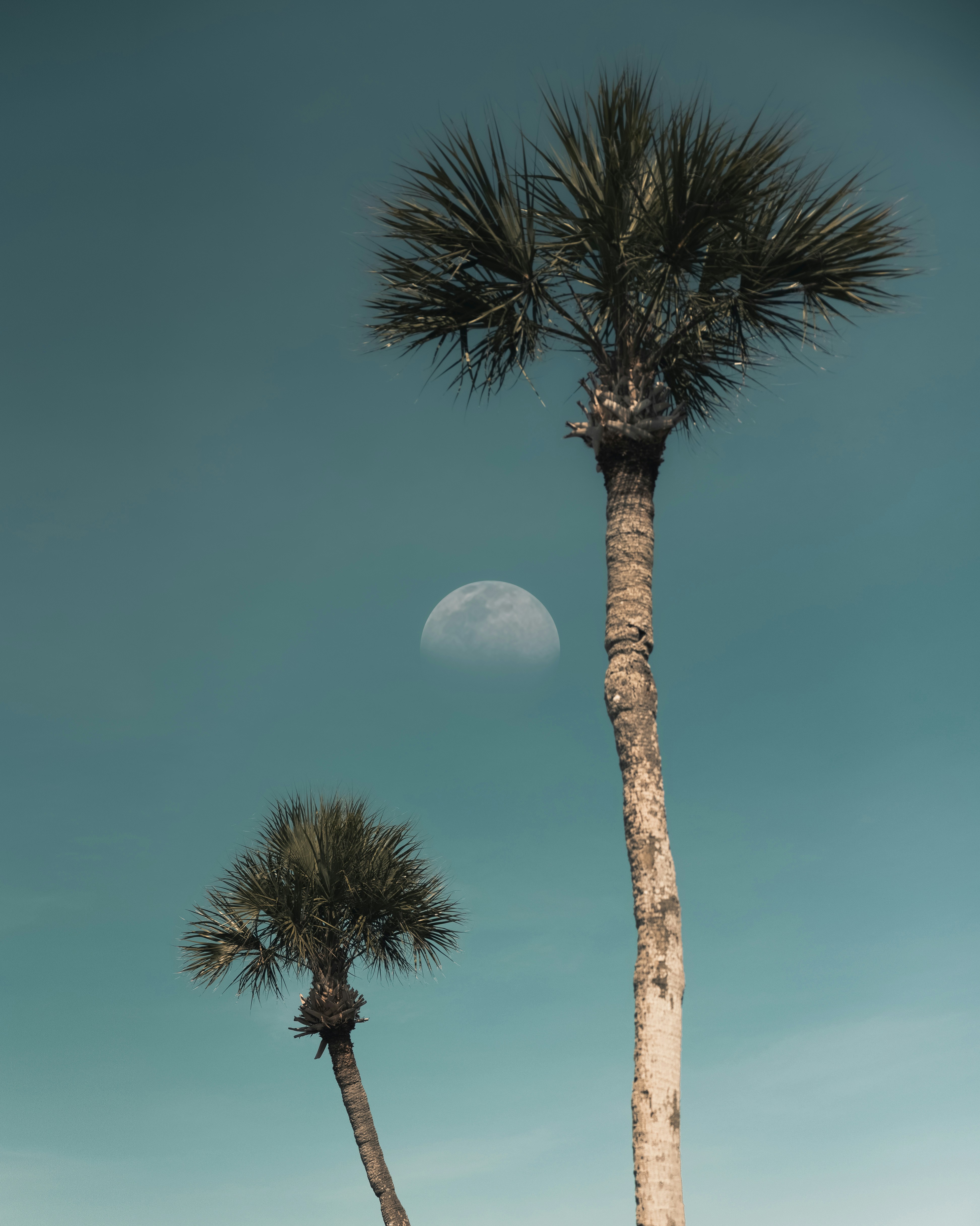 Two tall palm trees stand against a serene sky, with a softly glowing moon partially visible in the background.