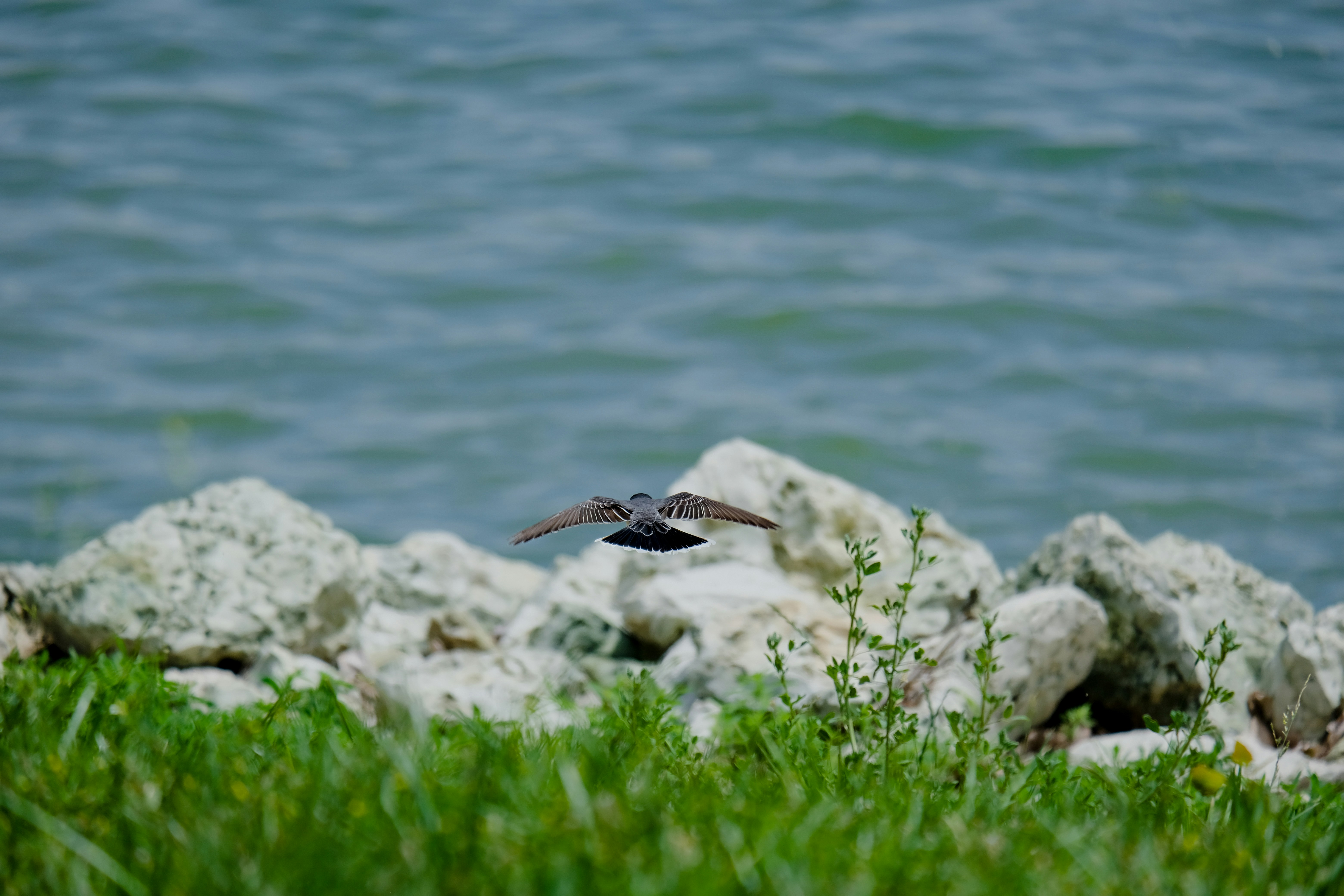 Bird in mid-flight gliding over rocky shoreline with lush green grass and gentle waves in the background.