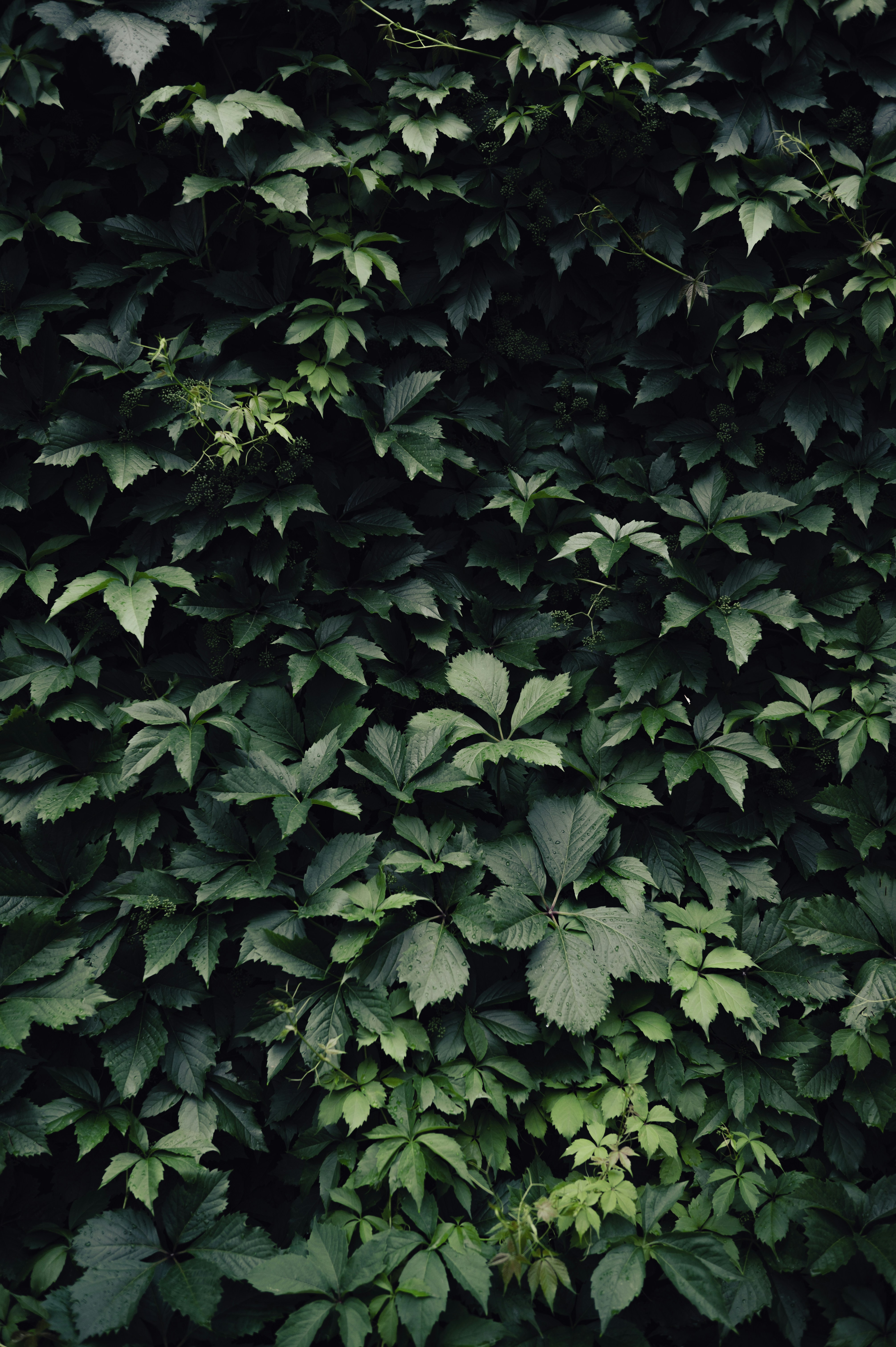 Photo by Ryunosuke Kikuno with Nikon Z6 II