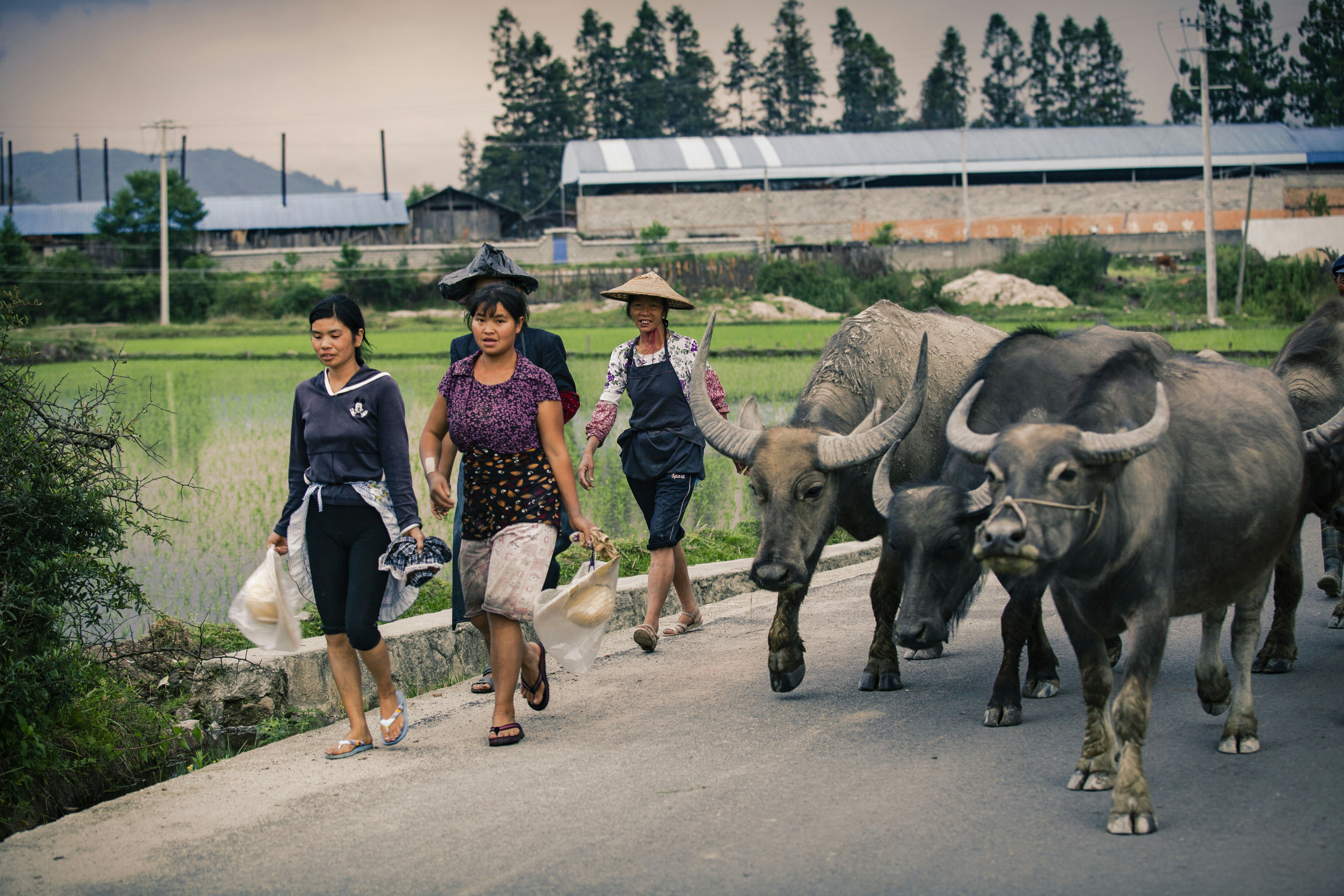 Two women and a farmer herd cattle along a rural road at dusk