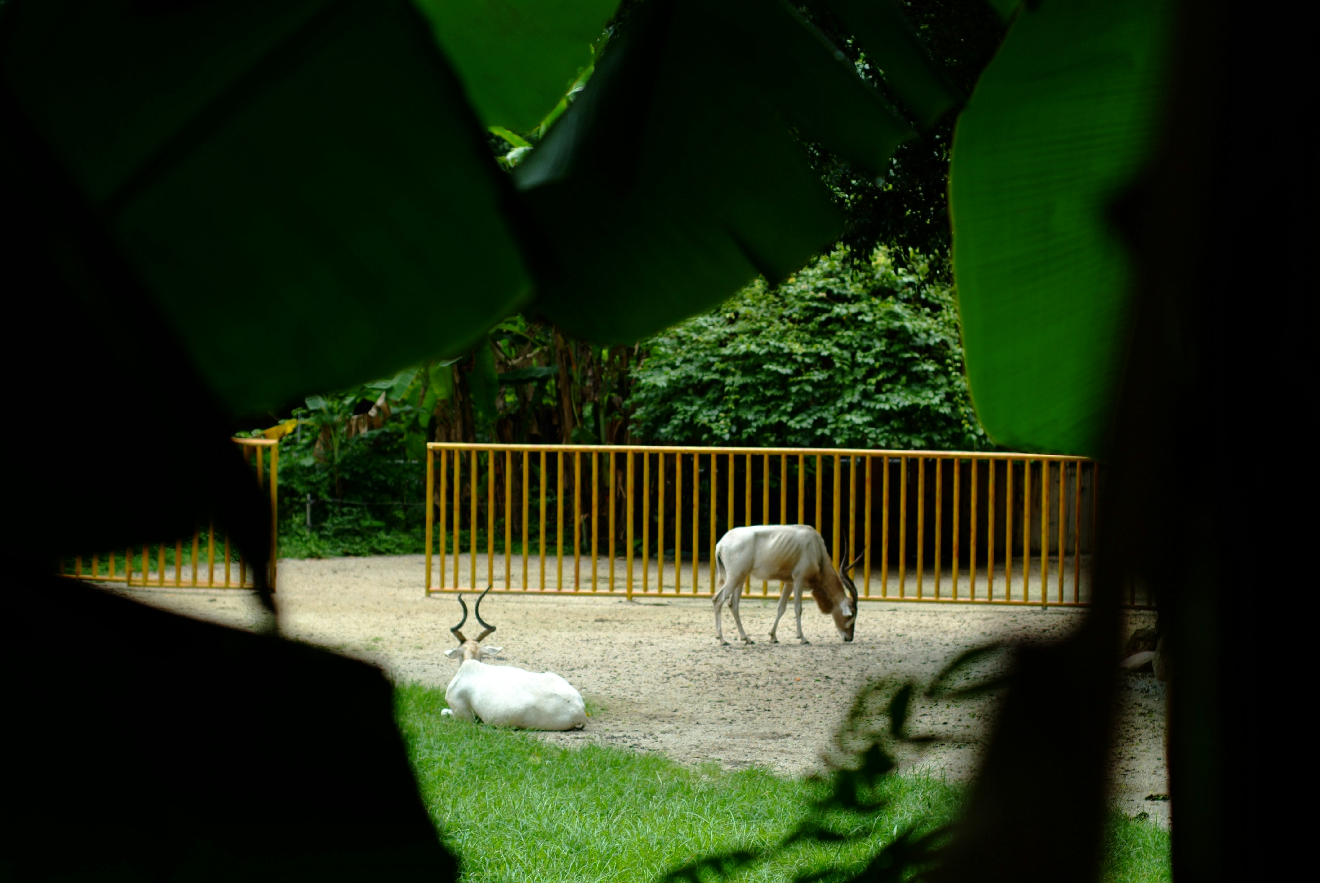 A couple of animals in a zoo exhibit photo – Free Animal Image on Unsplash