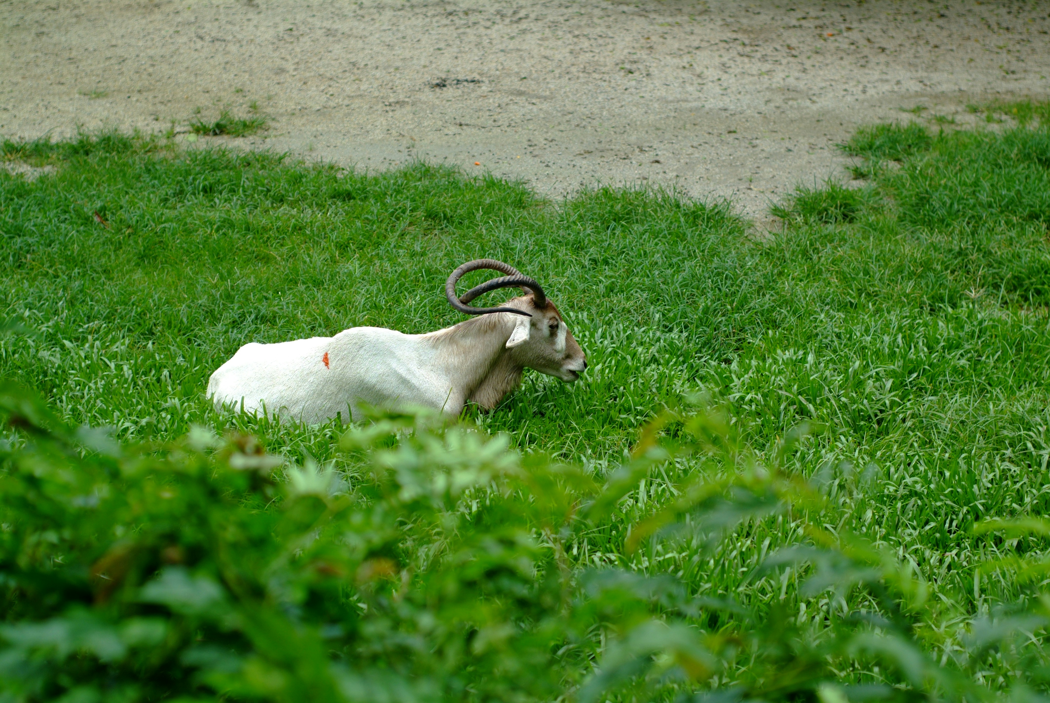 A white goat resting in lush green grass, surrounded by a natural landscape. The tranquil scene captures the essence of rural life.
