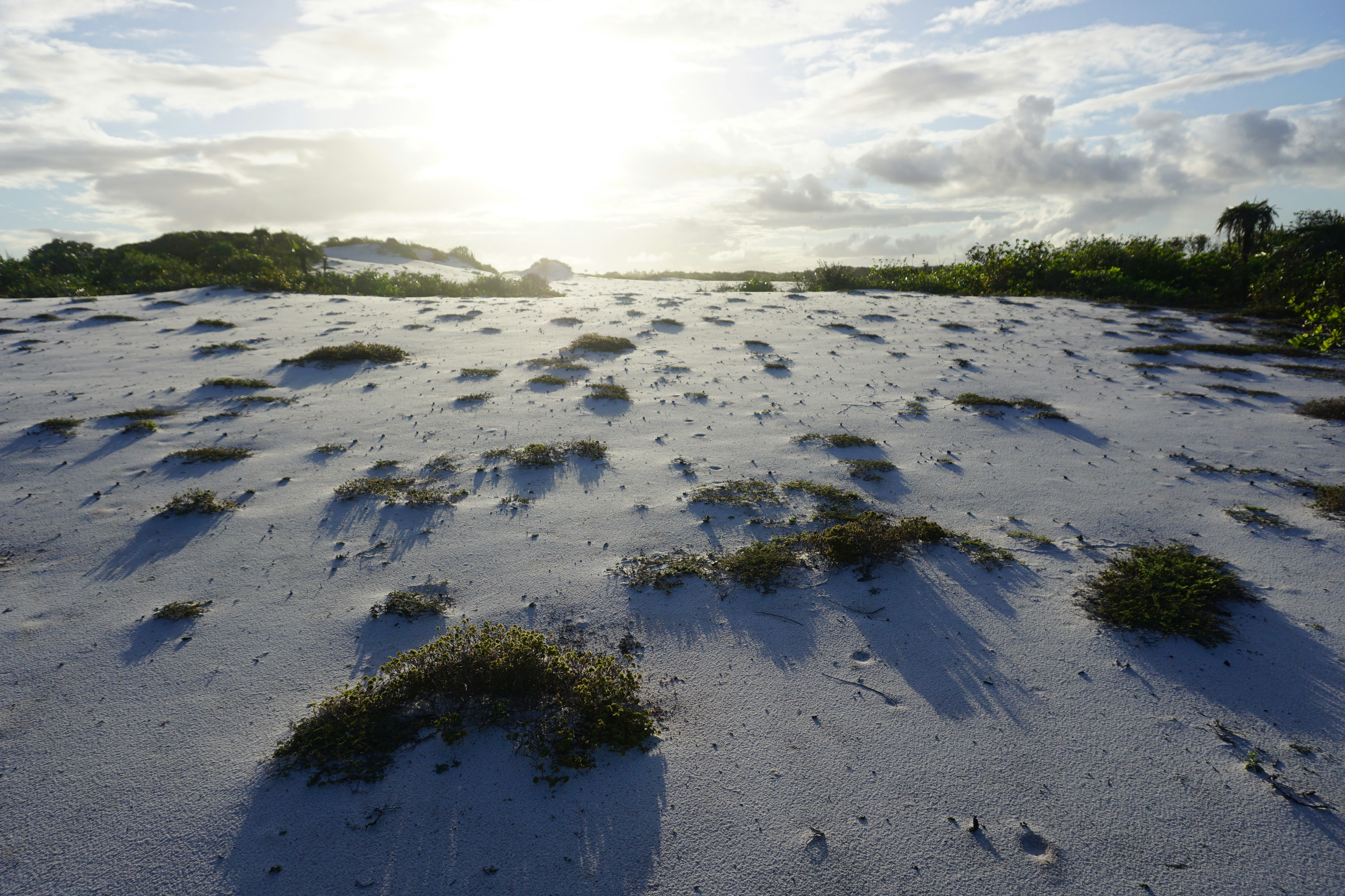 A large area of land with plants and rocks in it photo – Free Salvador ...