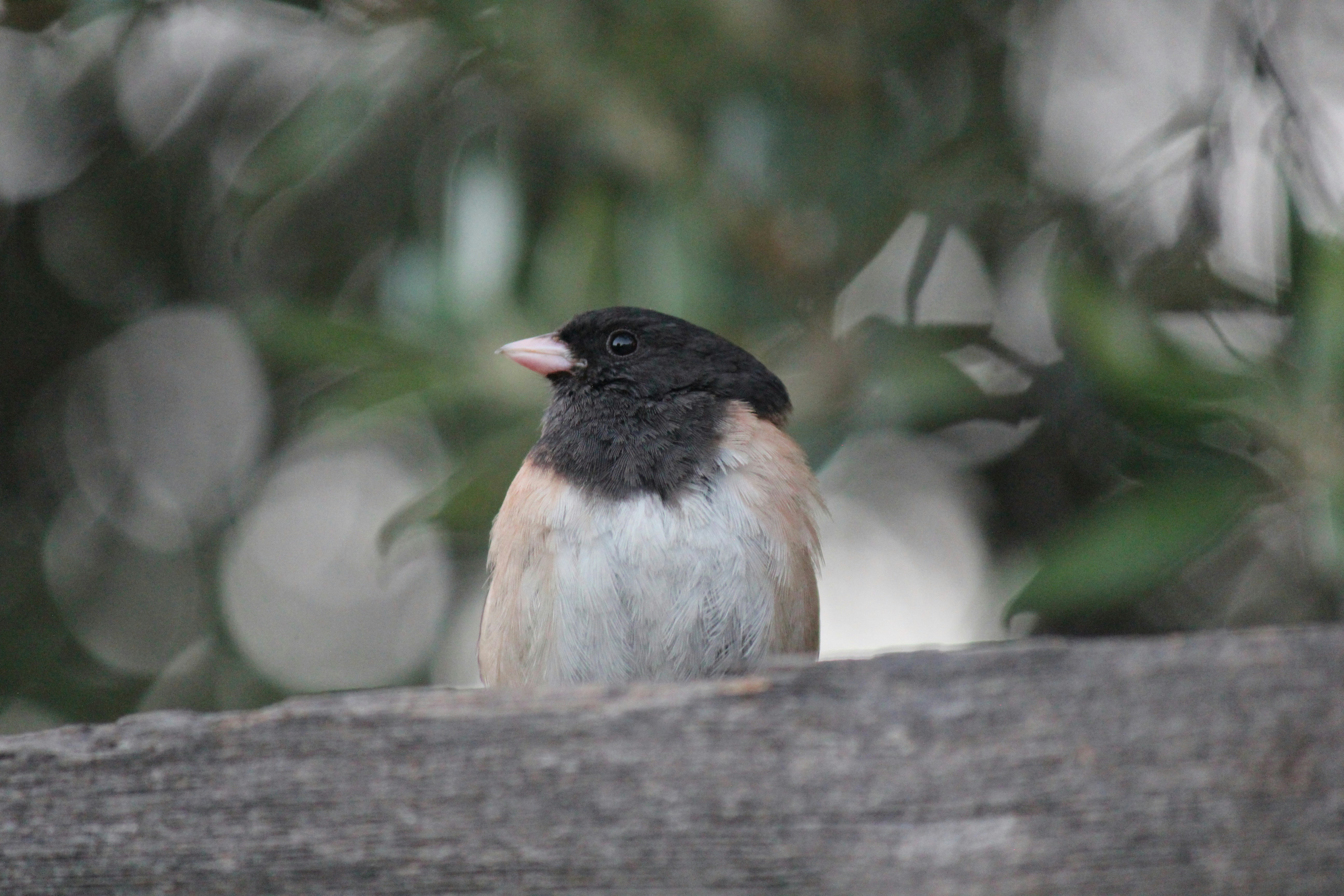 Perch of Contrast: Black-Headed Warbler on Weathered Wood