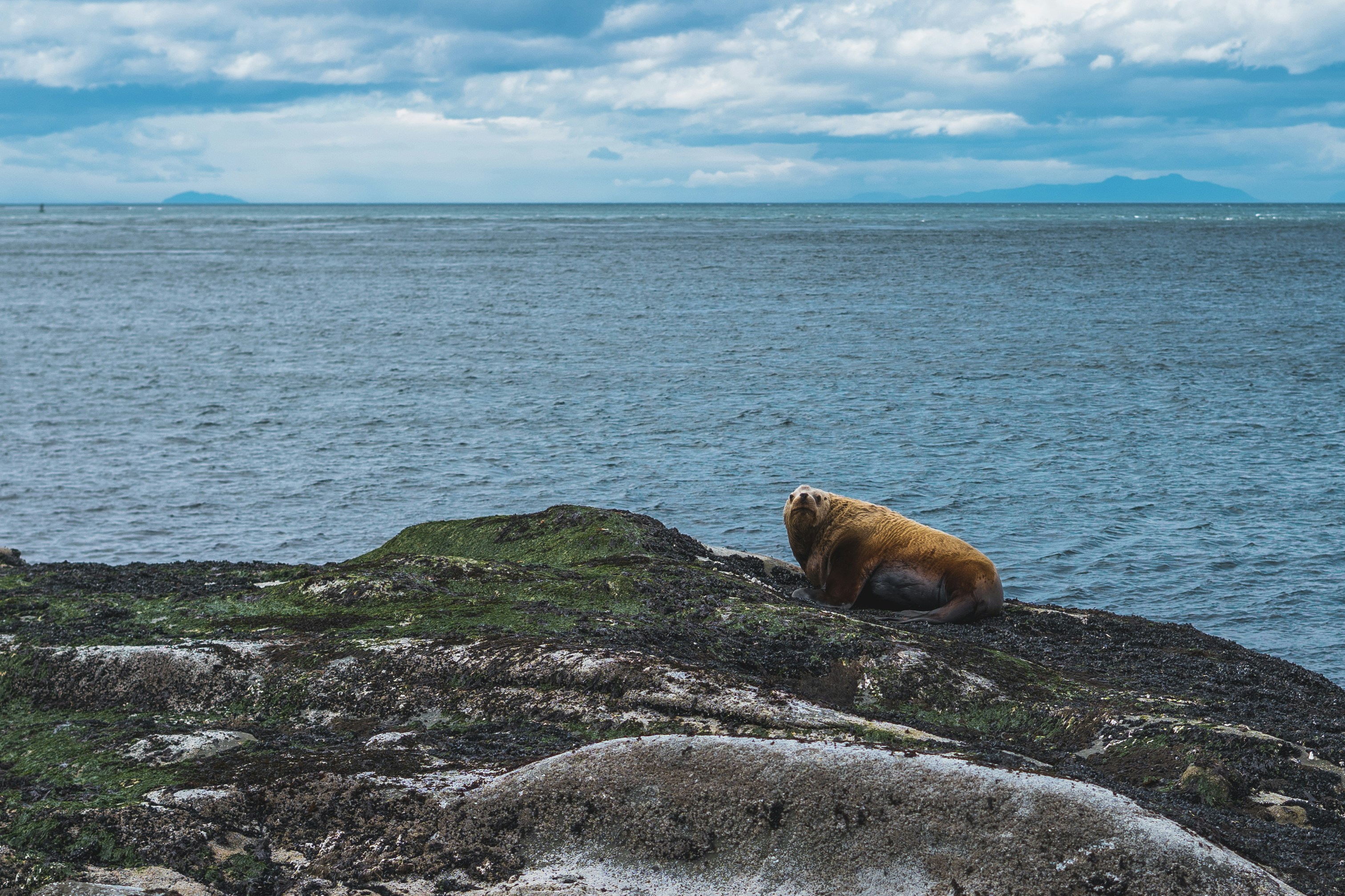 Seaside Sentinel: A Sea Lion Resting on Mossy Rock by the Open Ocean