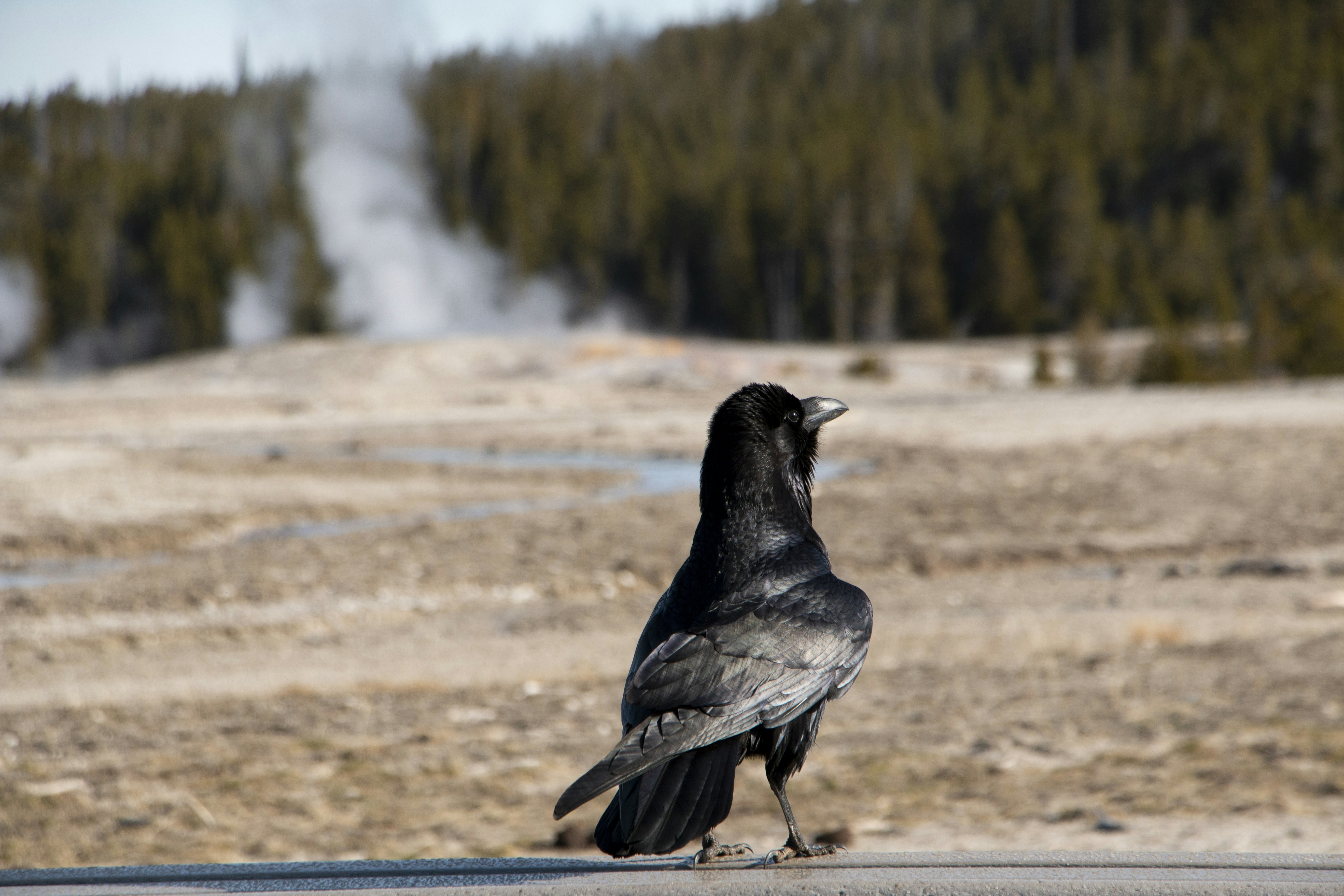 Crow On a Weathered Rail Over a Geysered Landscape