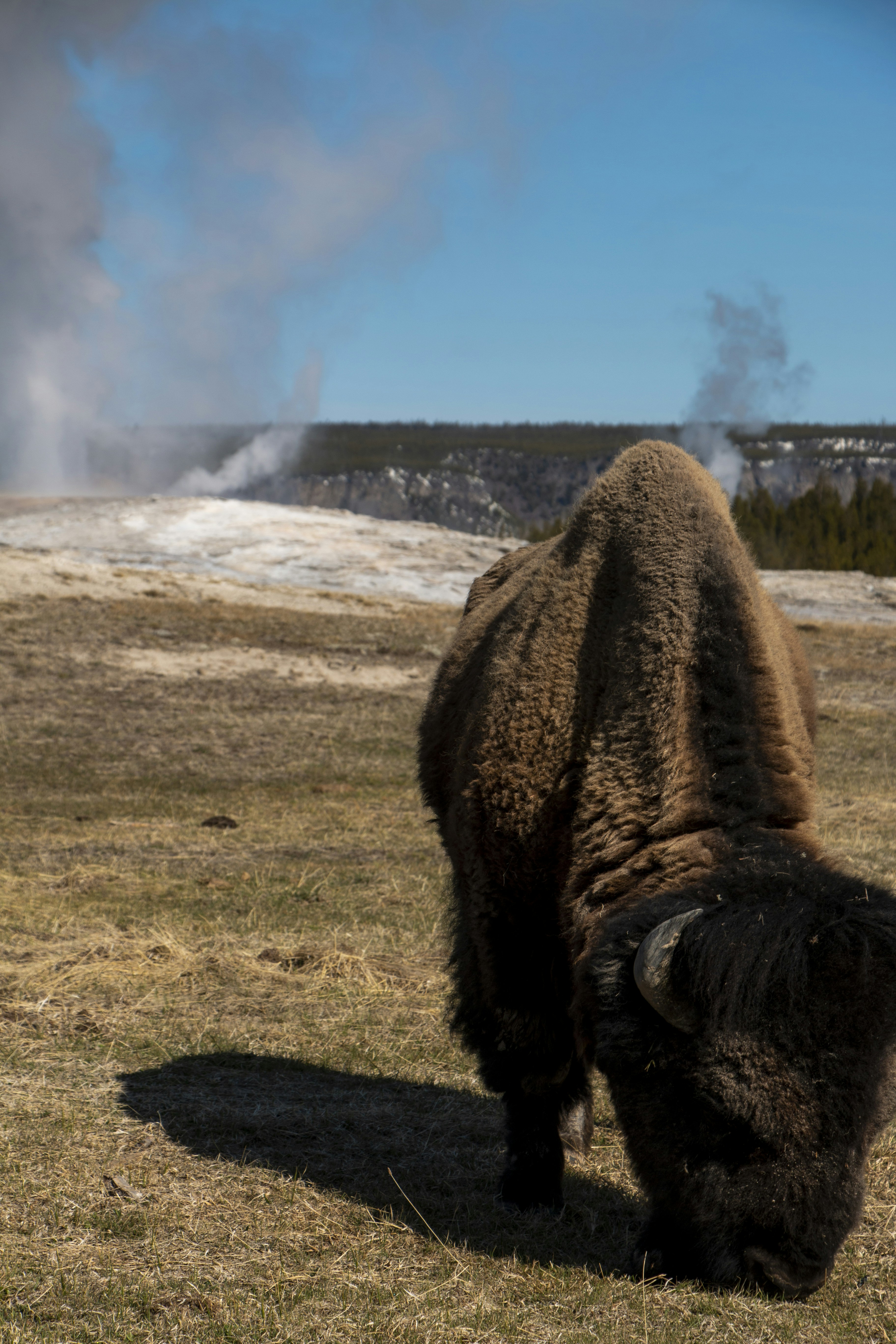 Midday Stroll: A Lone Bison on a Steam-Washed Yellowstone Plain