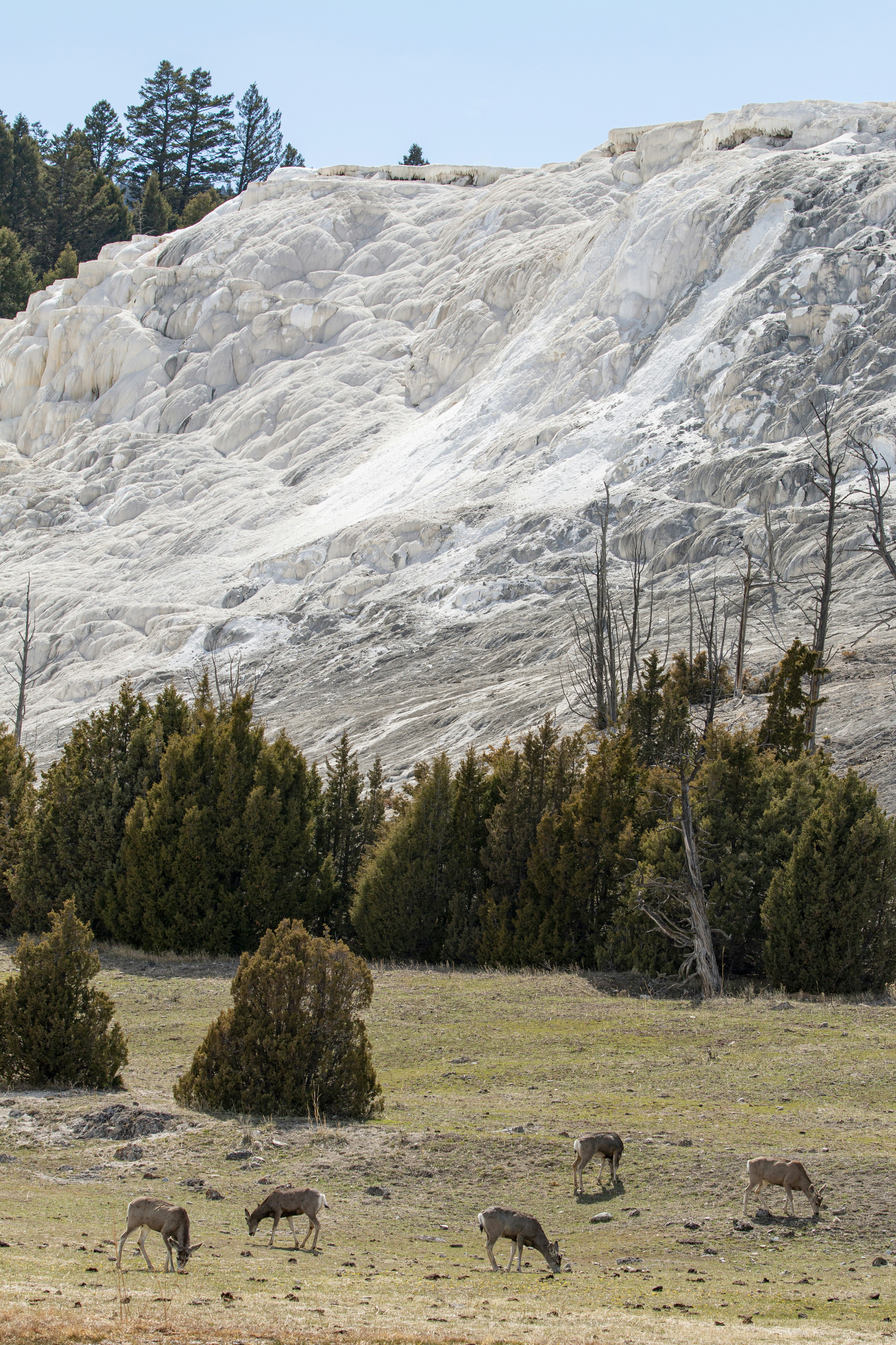 a group of animals grazing in front of a mountain