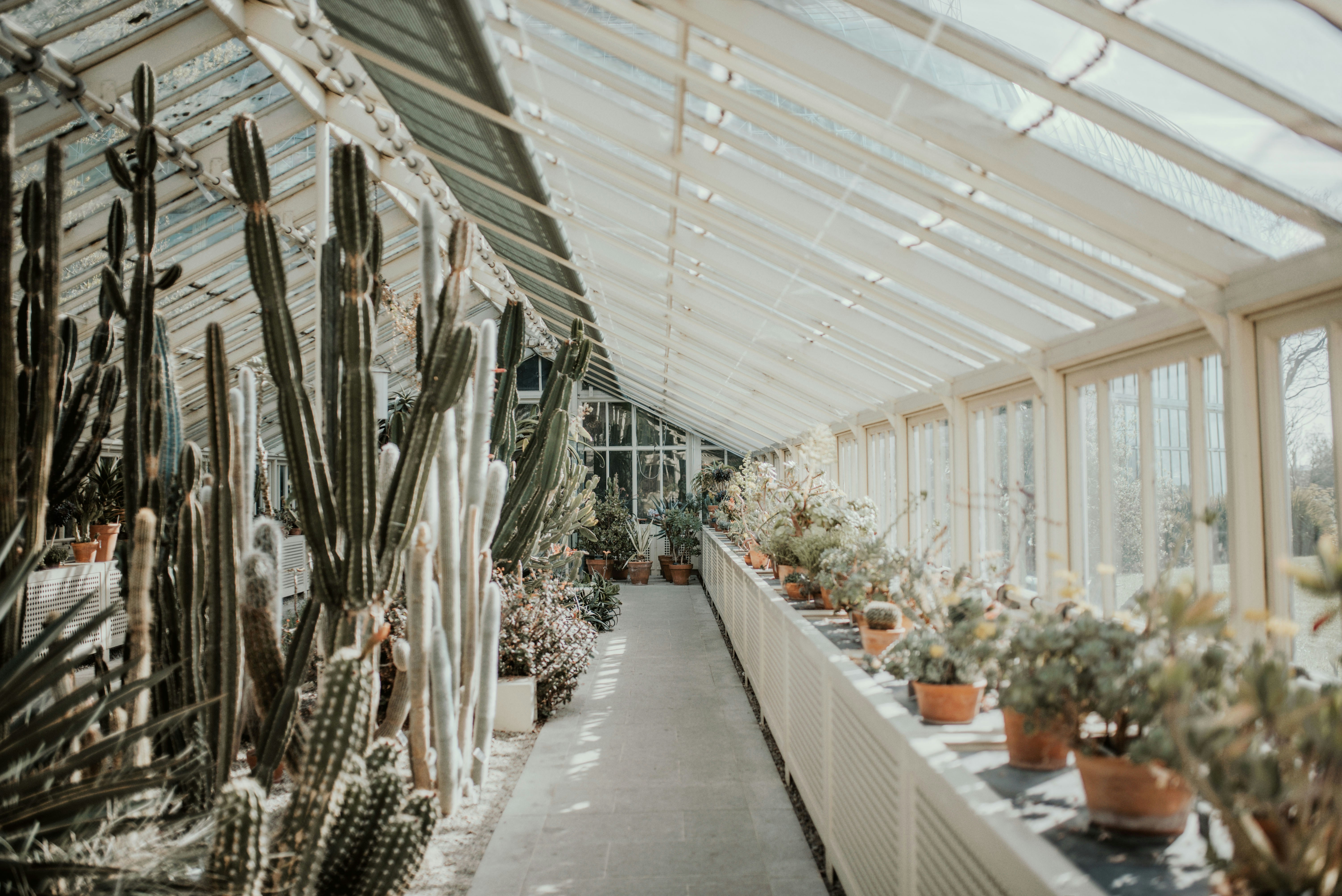 Lush greenery and cacti line a sunlit corridor in a greenhouse, showcasing a vibrant array of plants in terracotta pots.