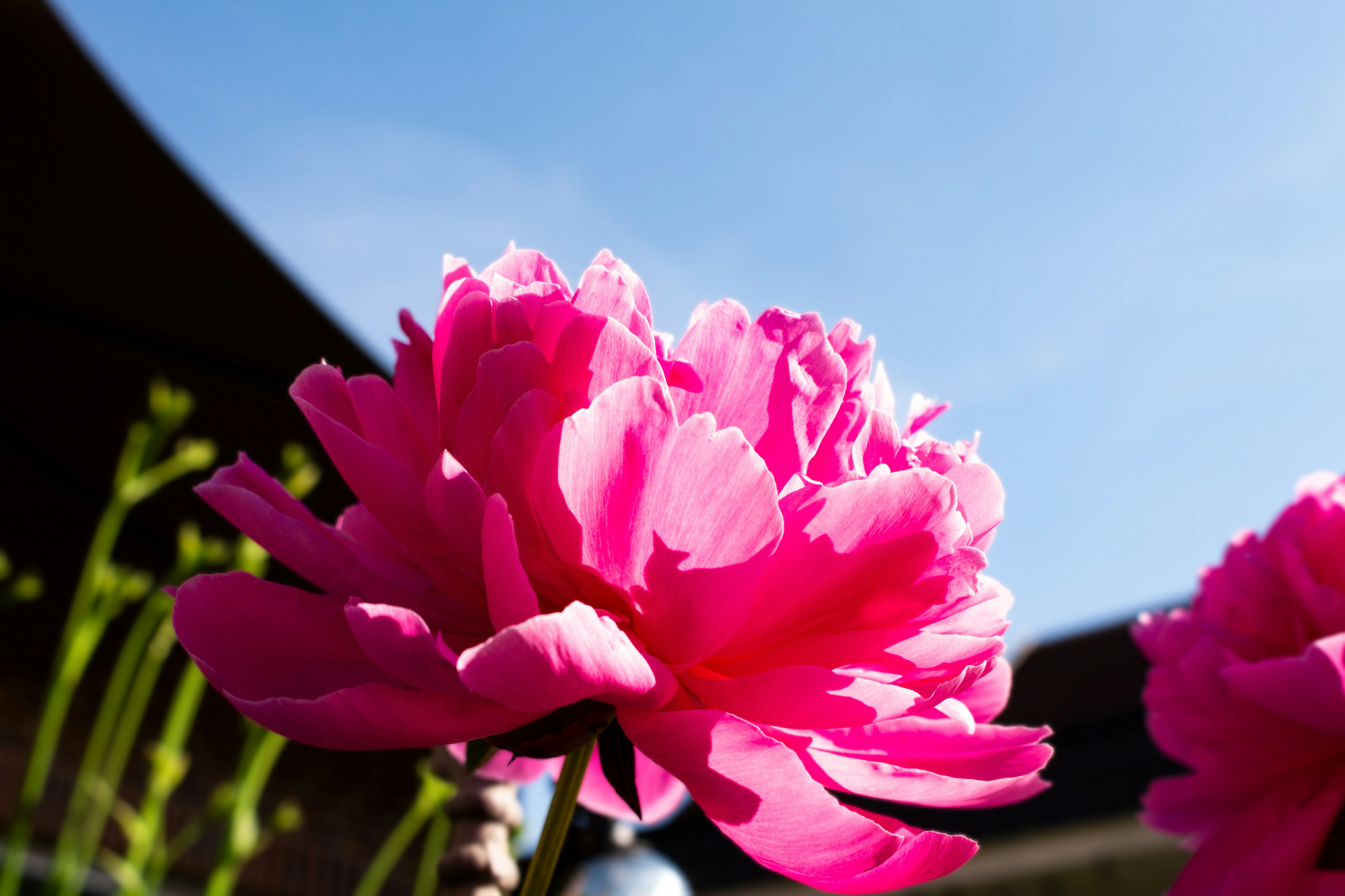 Pfingstrosen Pictures | Download Free Images on Unsplash
